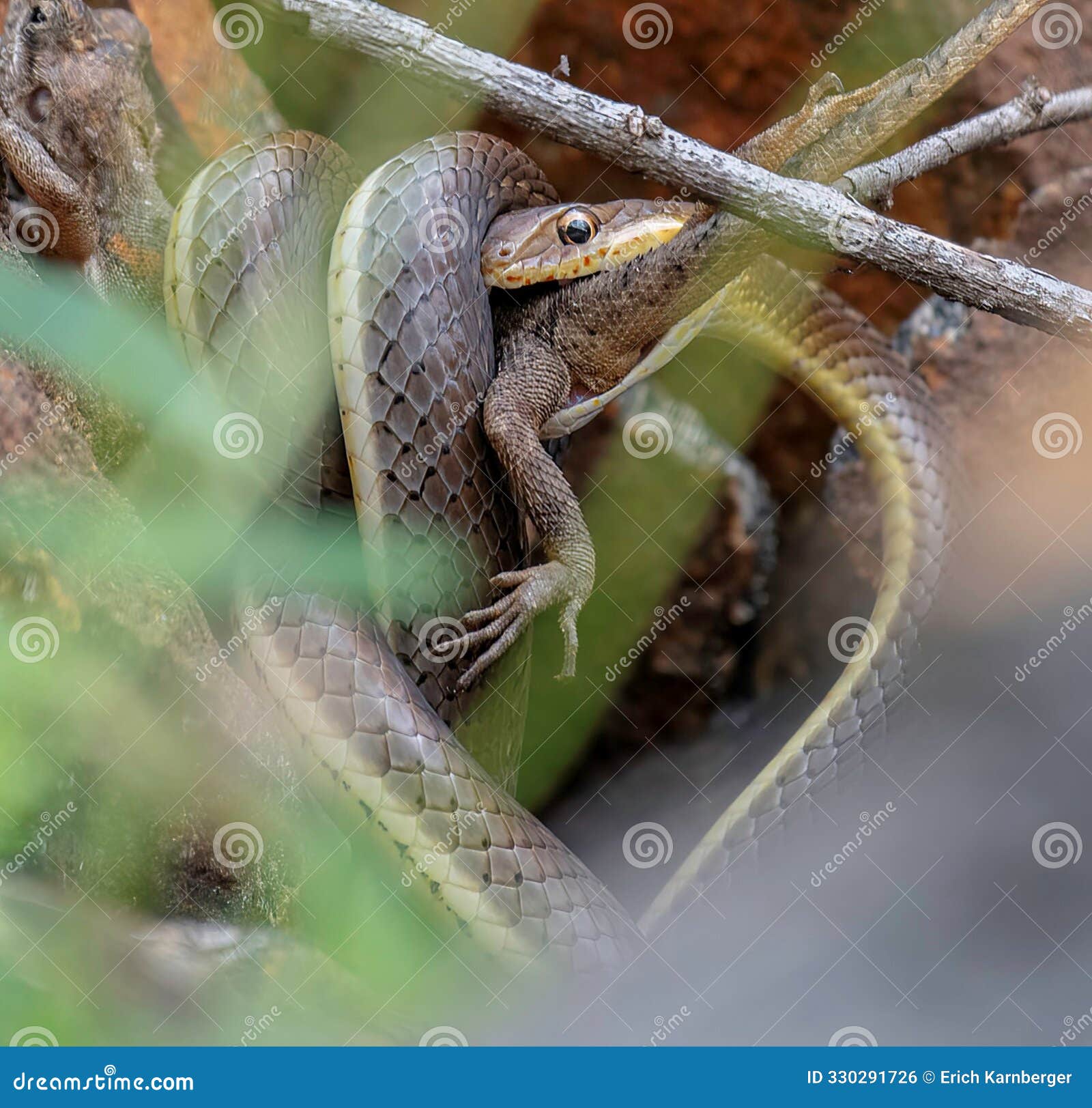 Snake Eating Lizard in Africa Stock Photo - Image of mouth, agama: 330291726