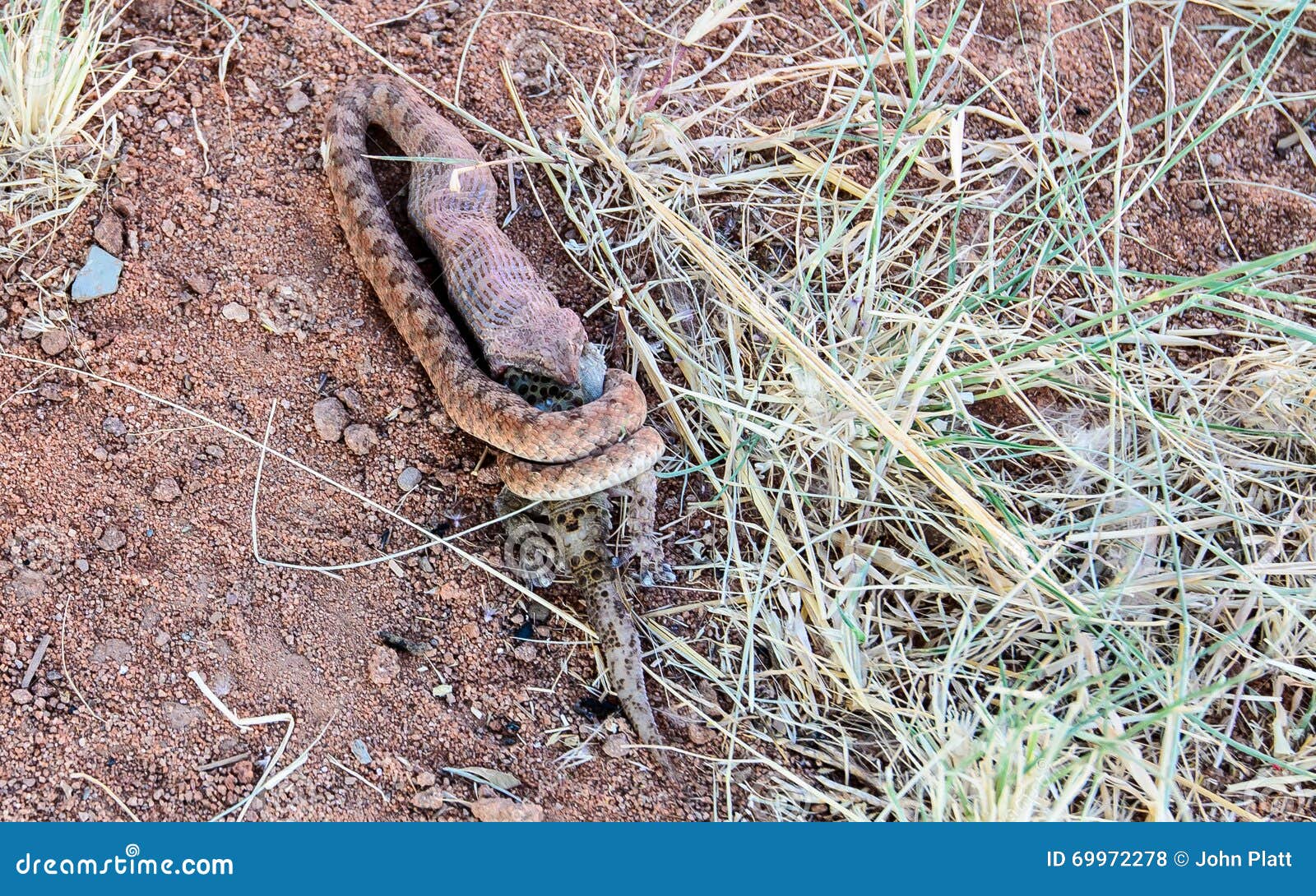 Snake eating a lizard stock photo. Image of snake, mammals - 69972278