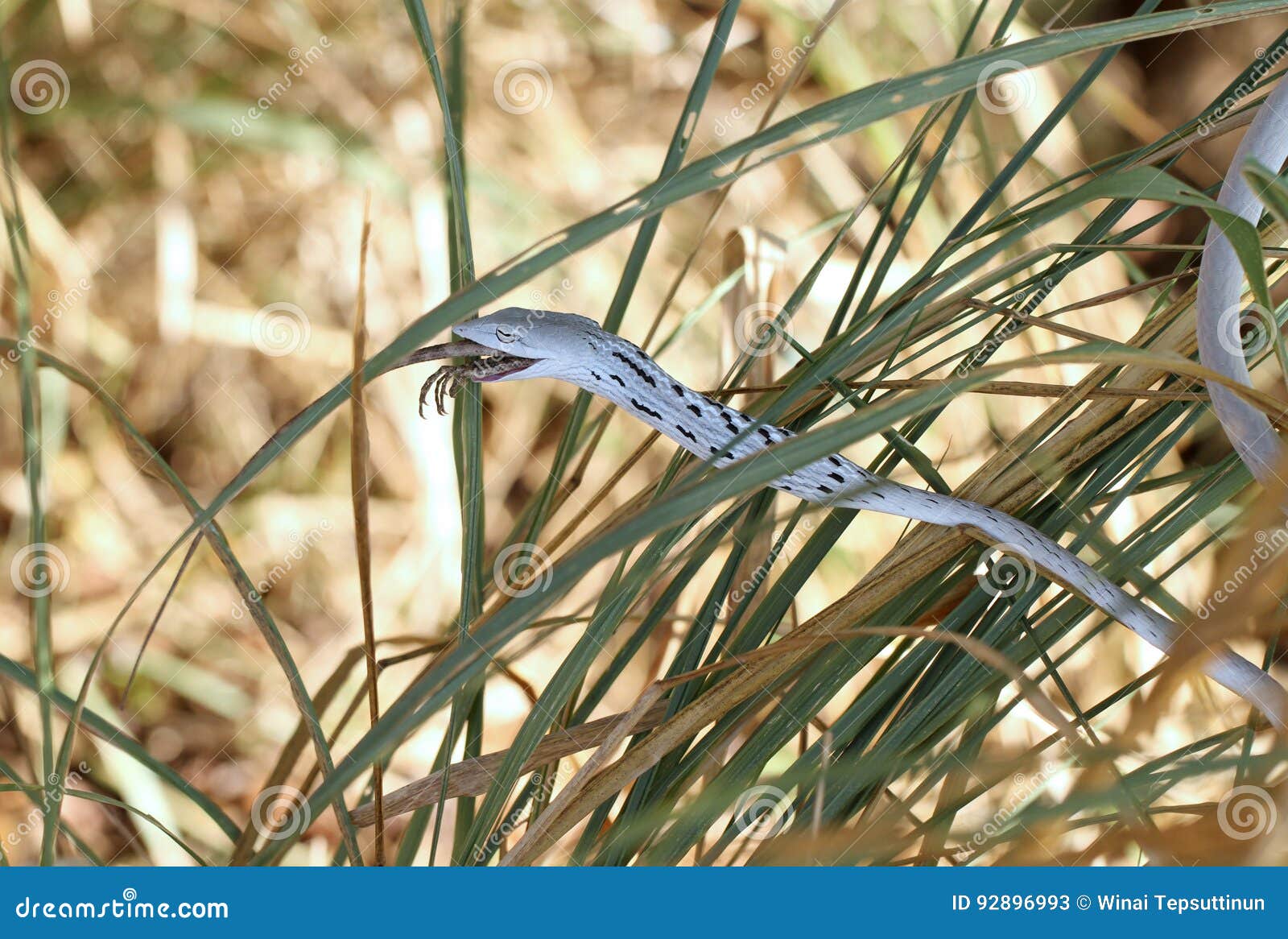 Snake eating lizard stock image. Image of nature, gray - 92896993
