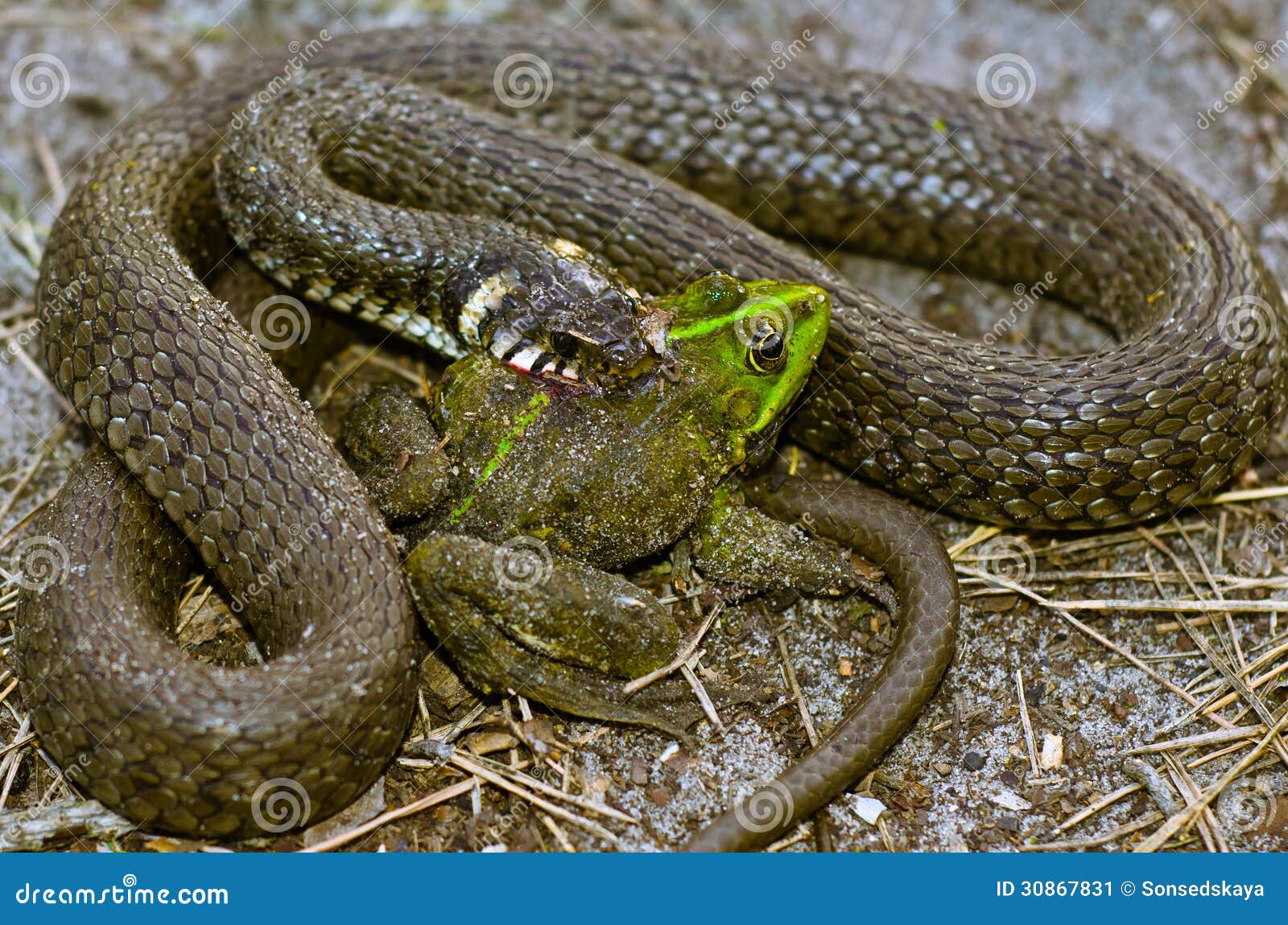 Snake eats frog stock image. Image of fittest, frog, adder - 30867831