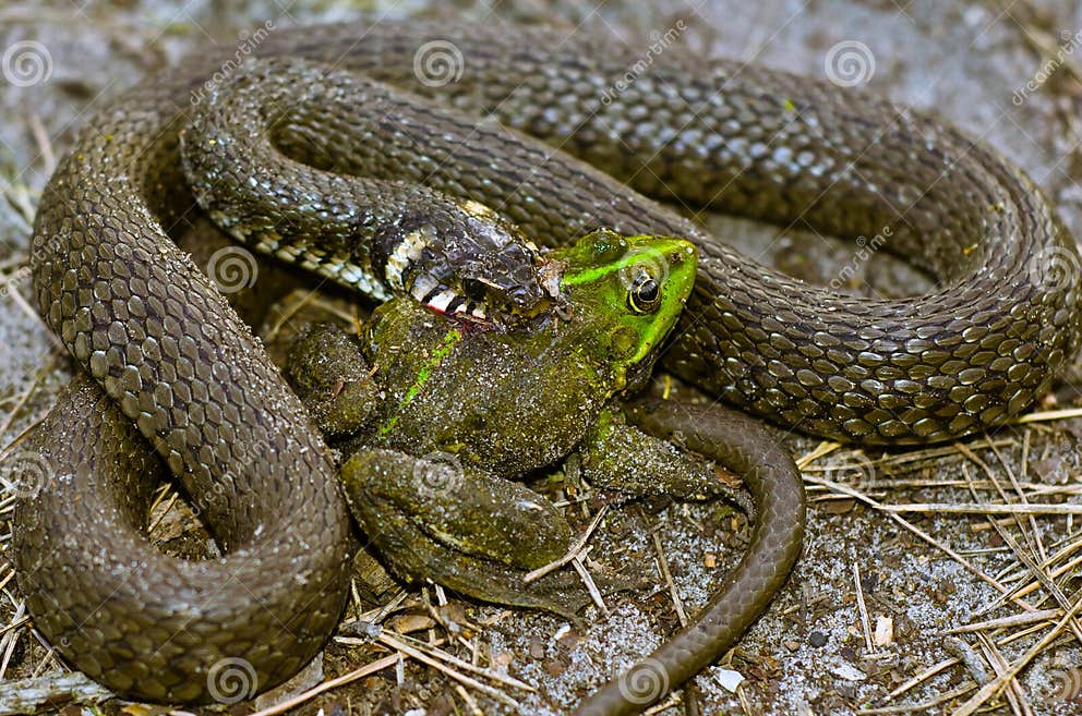 Snake eats frog stock image. Image of fittest, frog, adder - 30867831