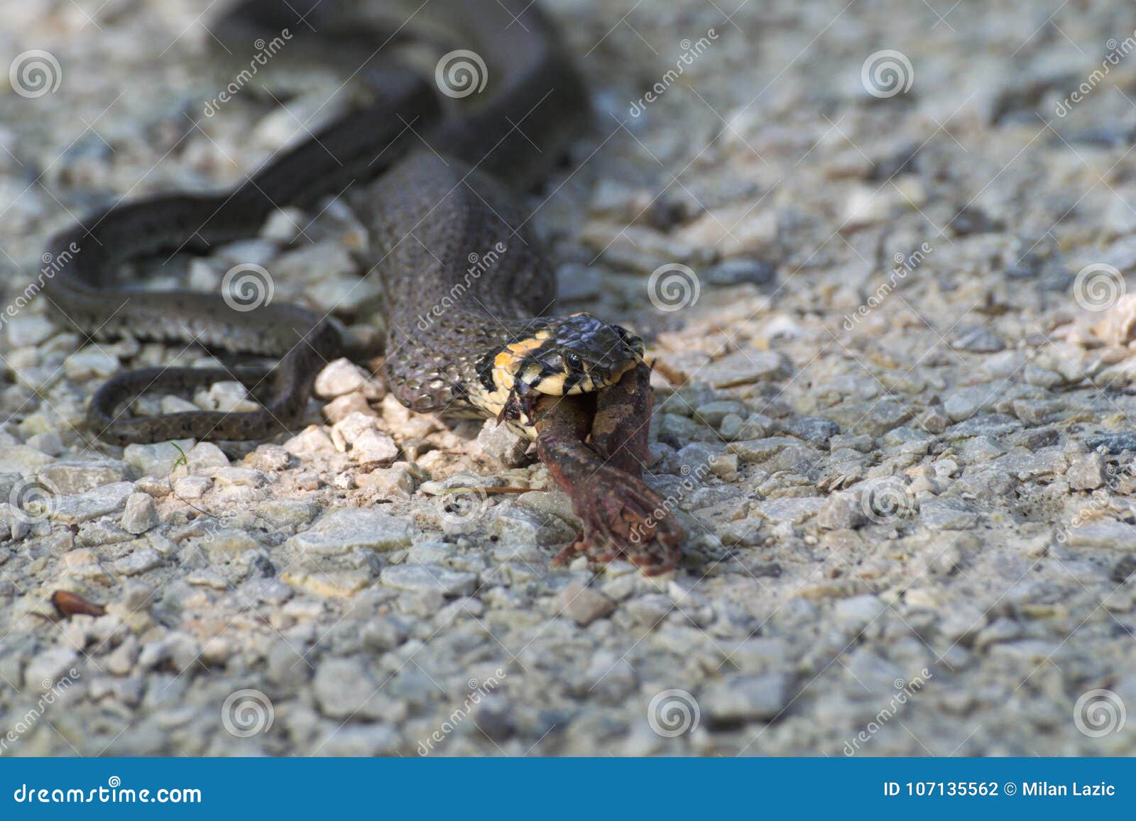 Snake eats a frog stock photo. Image of catch, hunt - 107135562