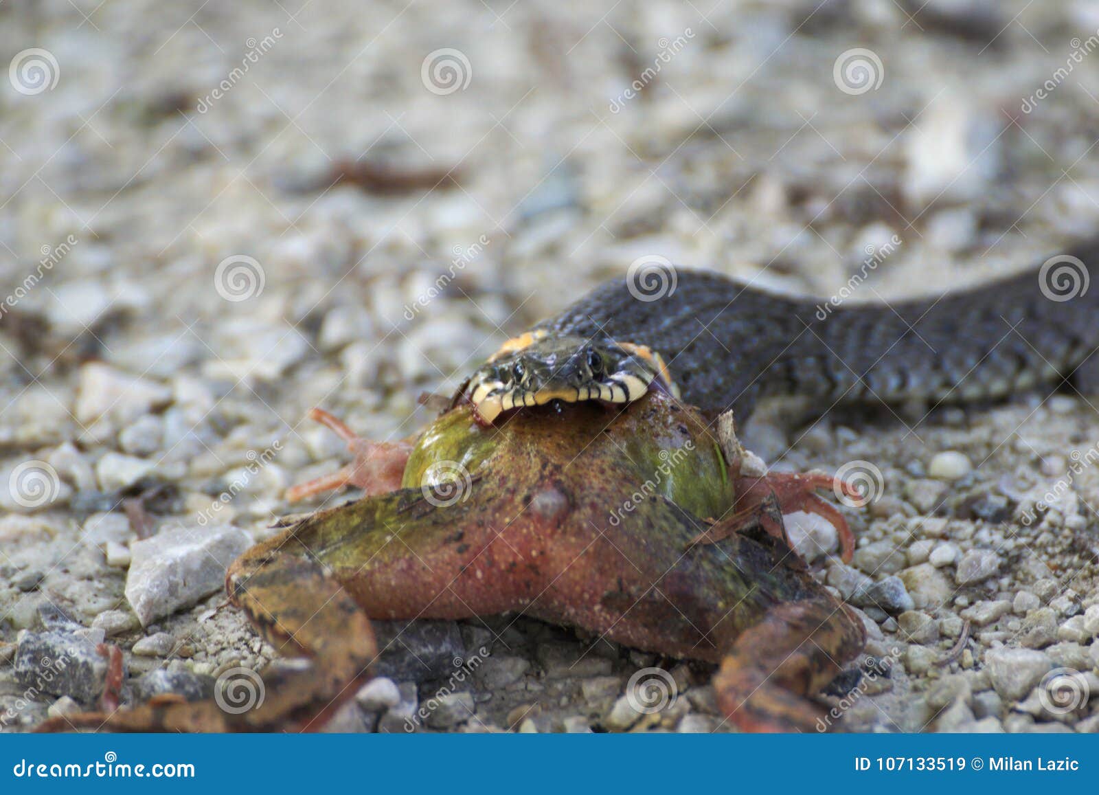 Snake eats a frog stock image. Image of earth, hunting - 107133519