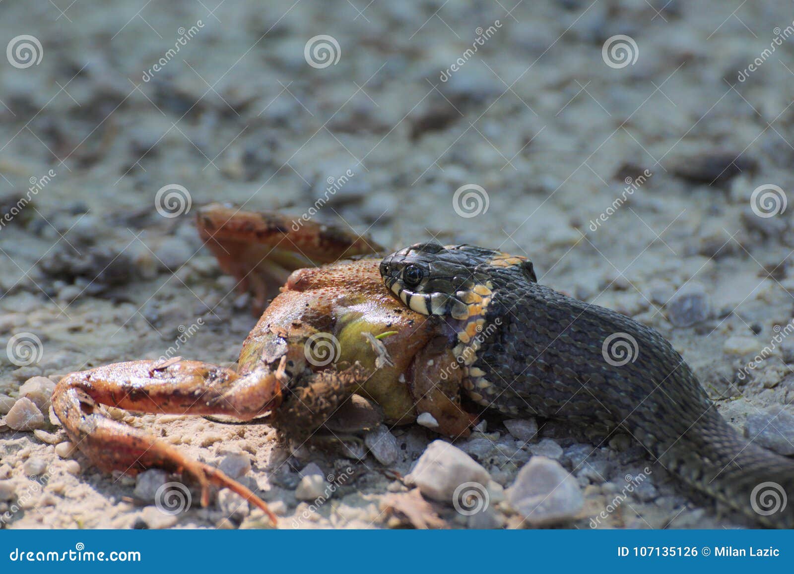 Snake eats a frog stock photo. Image of wildlife, hunting - 107135126