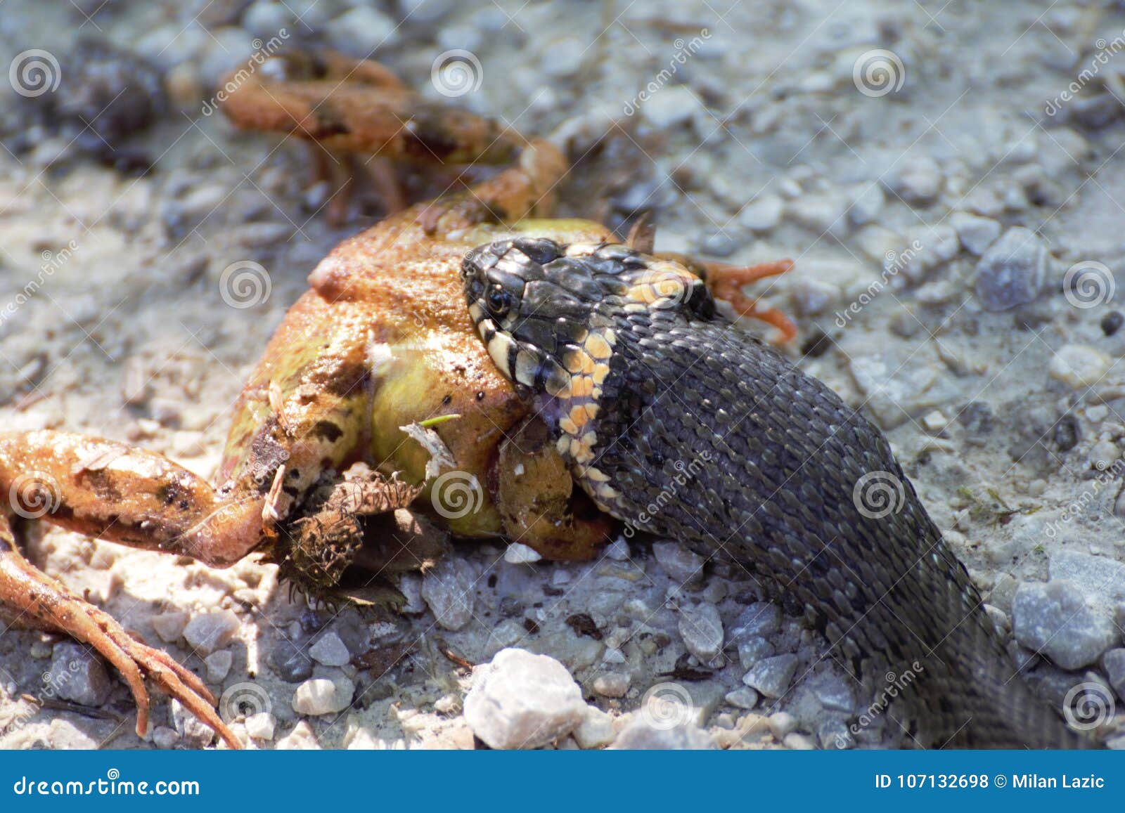 Snake eats a frog stock photo. Image of wild, stones - 107132698