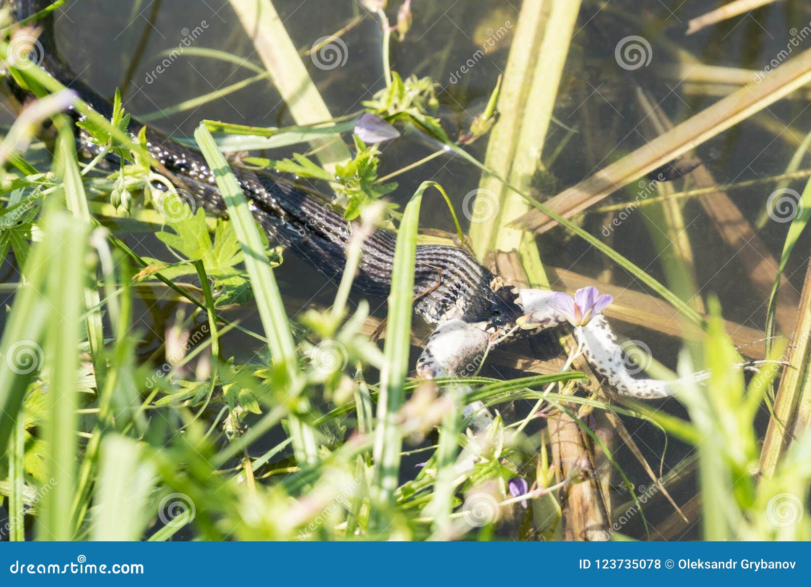 Snake eats a frog stock photo. Image of grass, killing - 123735078