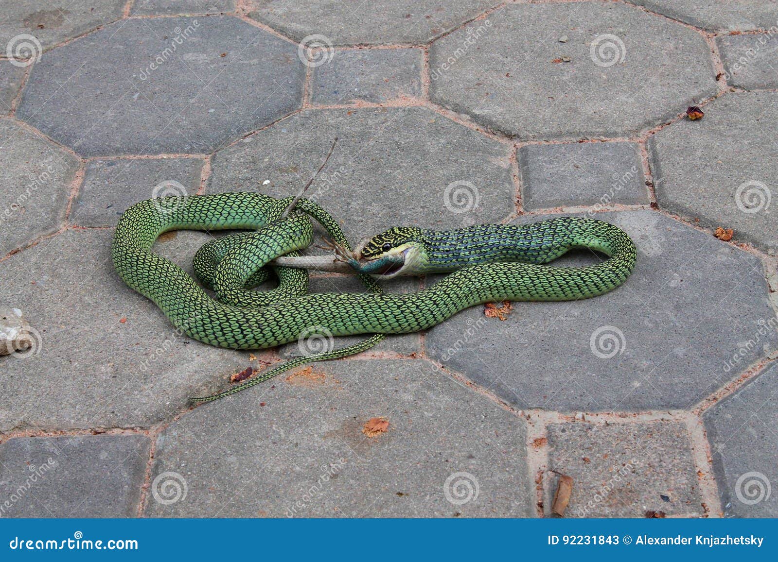 The snake eats a lizard stock image. Image of suffering - 92231843
