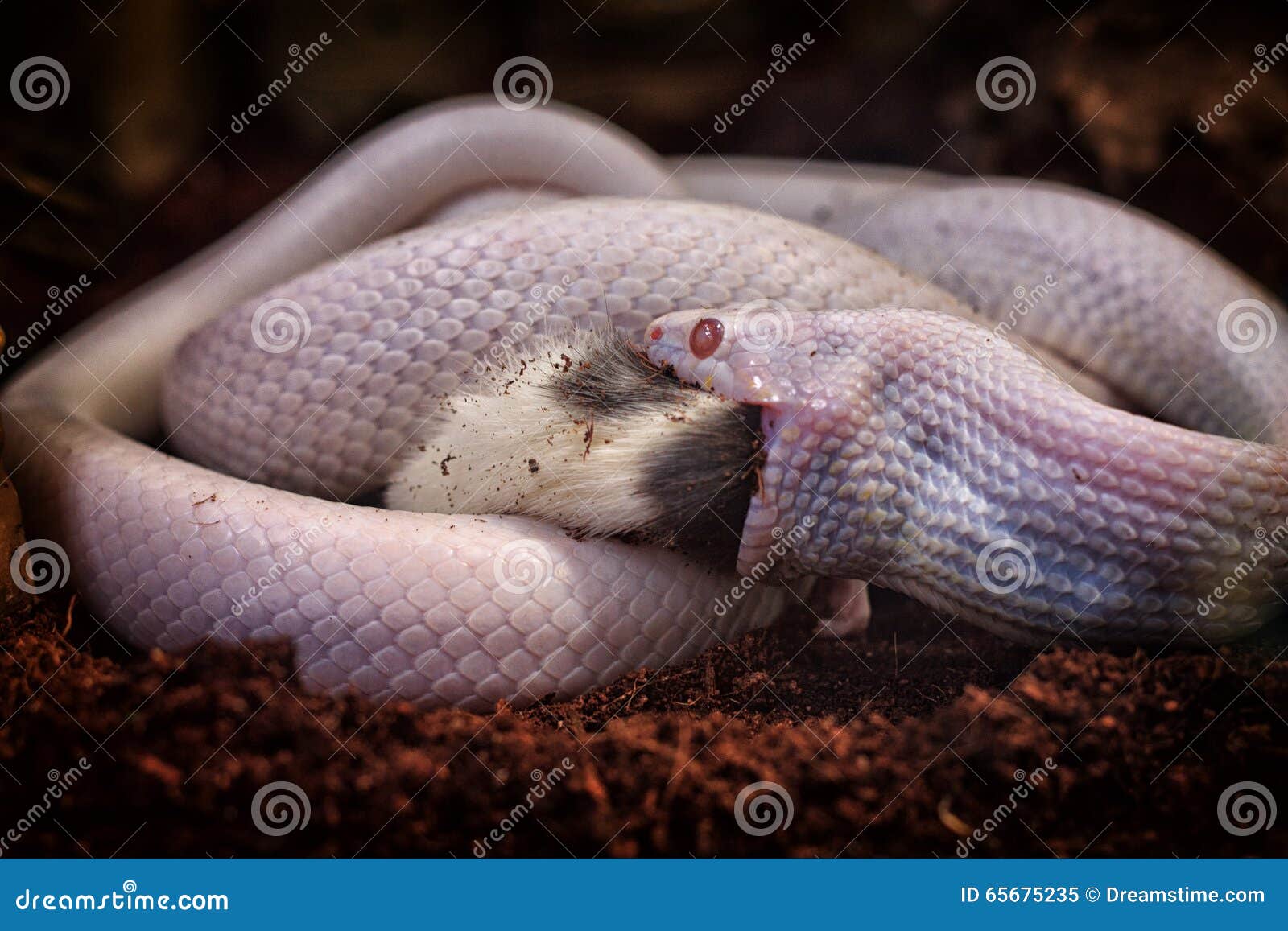 Snake eats rat stock image. Image of dark, eats, pink - 65675235
