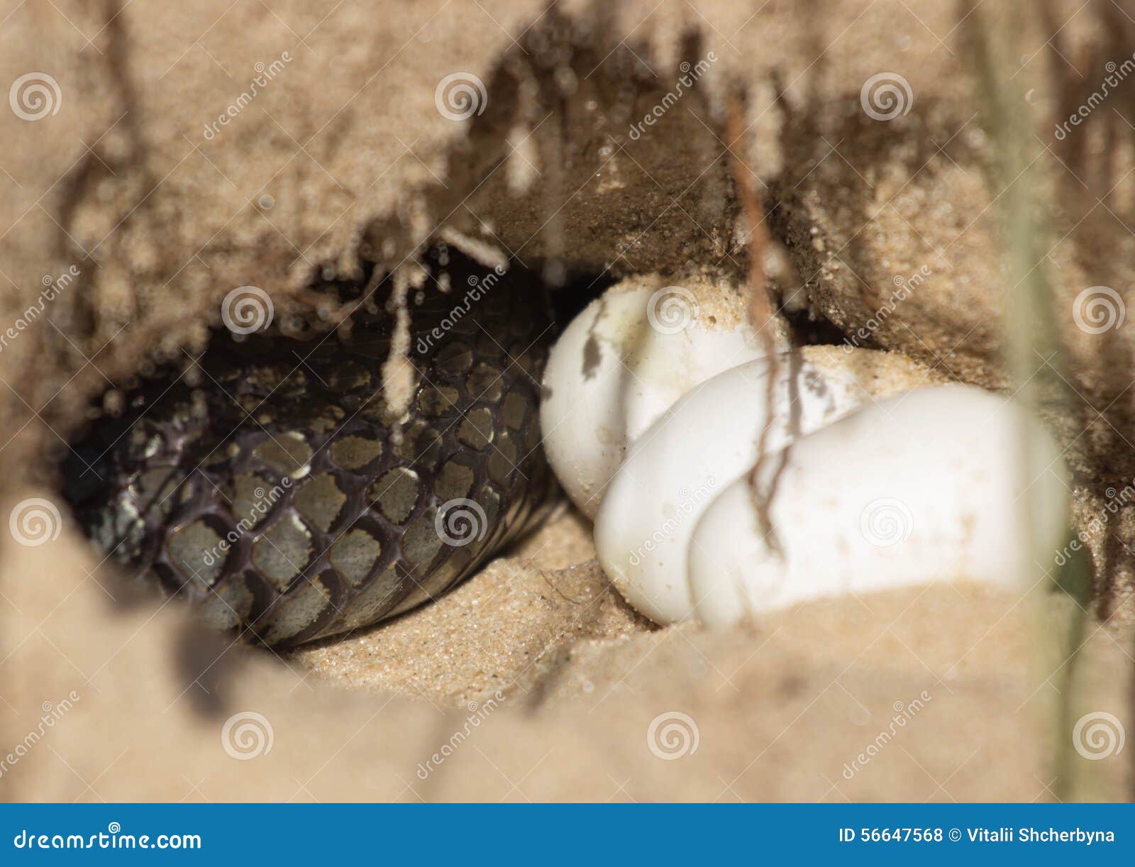 Snake eggs stock photo. Image of ball, invasive, burmese - 56647568