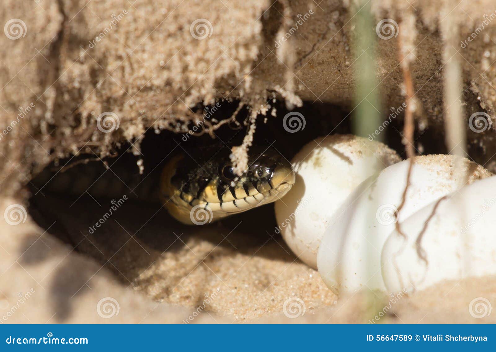 Snake eggs in a hole stock image. Image of hatchlings - 56647589