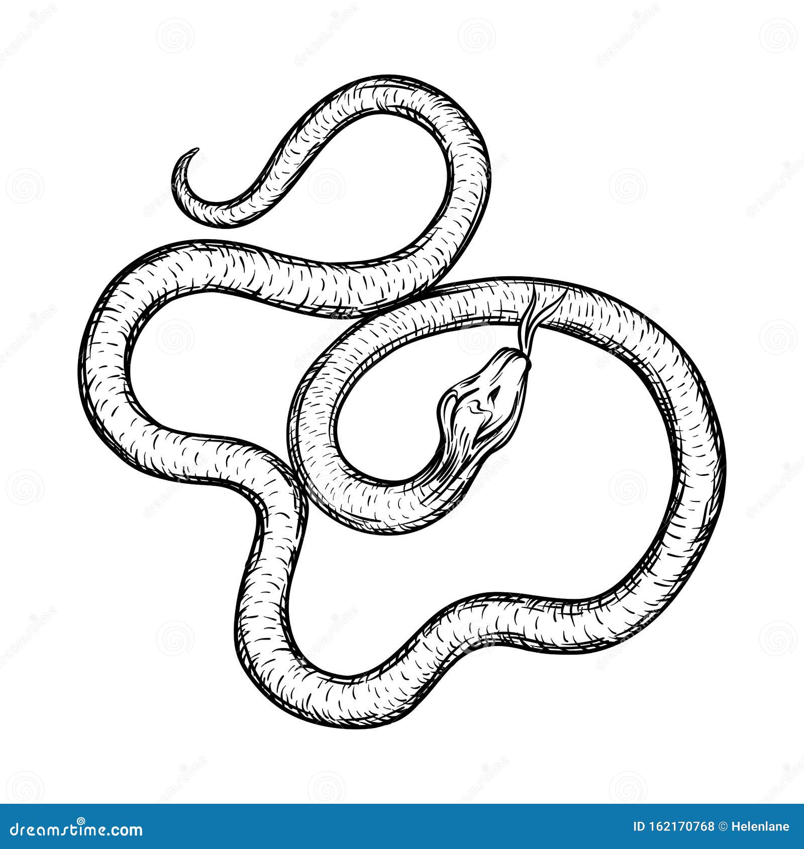 Snake. Element for design stock vector. Illustration of graphic - 162170768