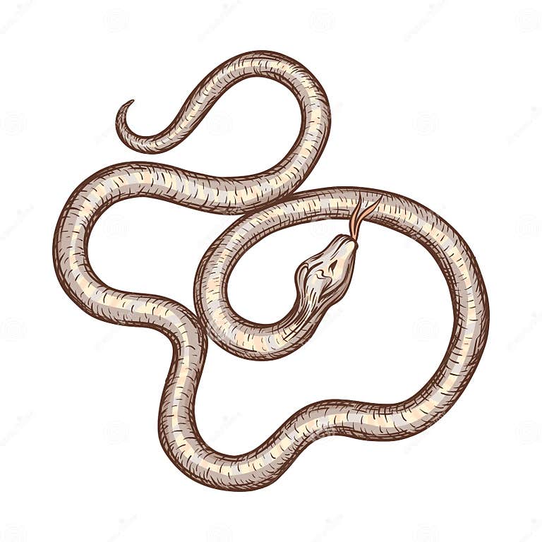 Snake. Element for design stock vector. Illustration of tattoo - 162170896