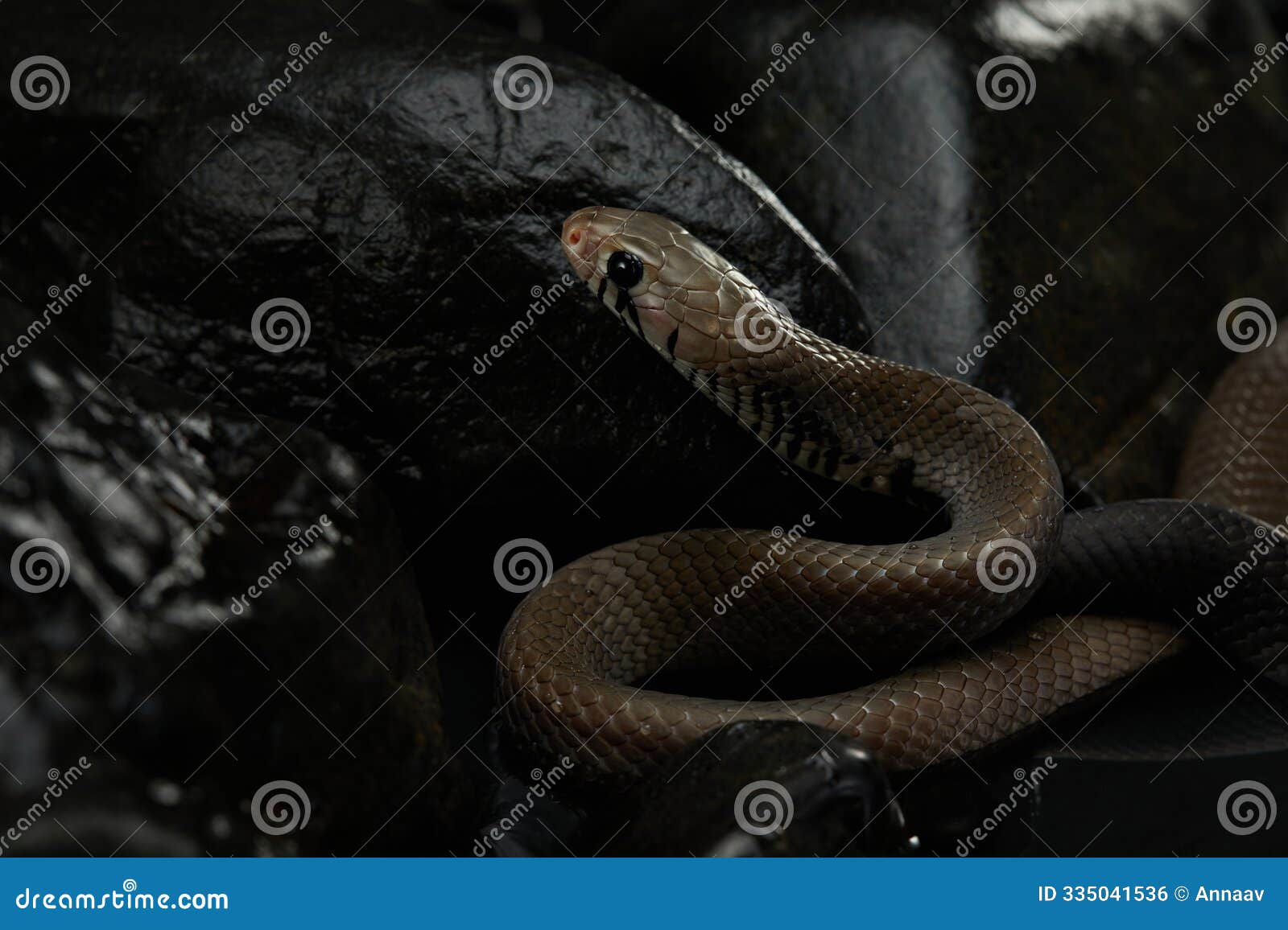 Snake Emerging from Shadows Stock Photo - Image of herpetology ...