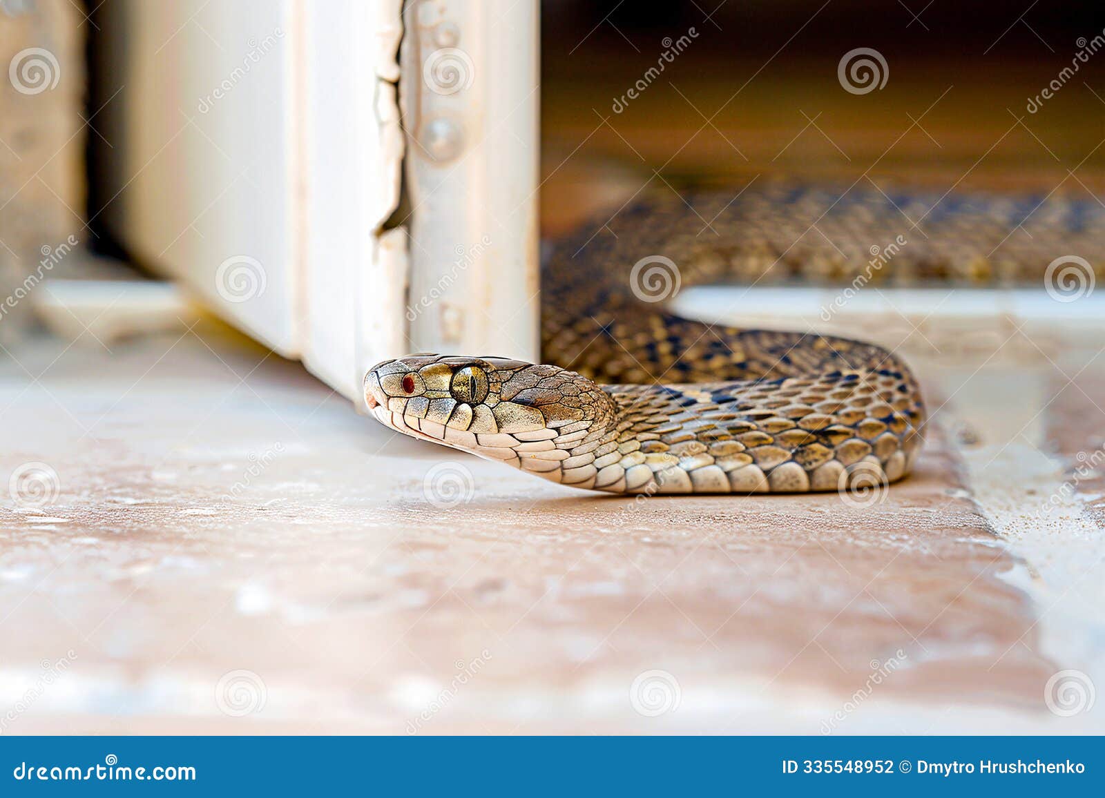 A Snake Entering a Home through an Open Door, Representing Unexpected ...
