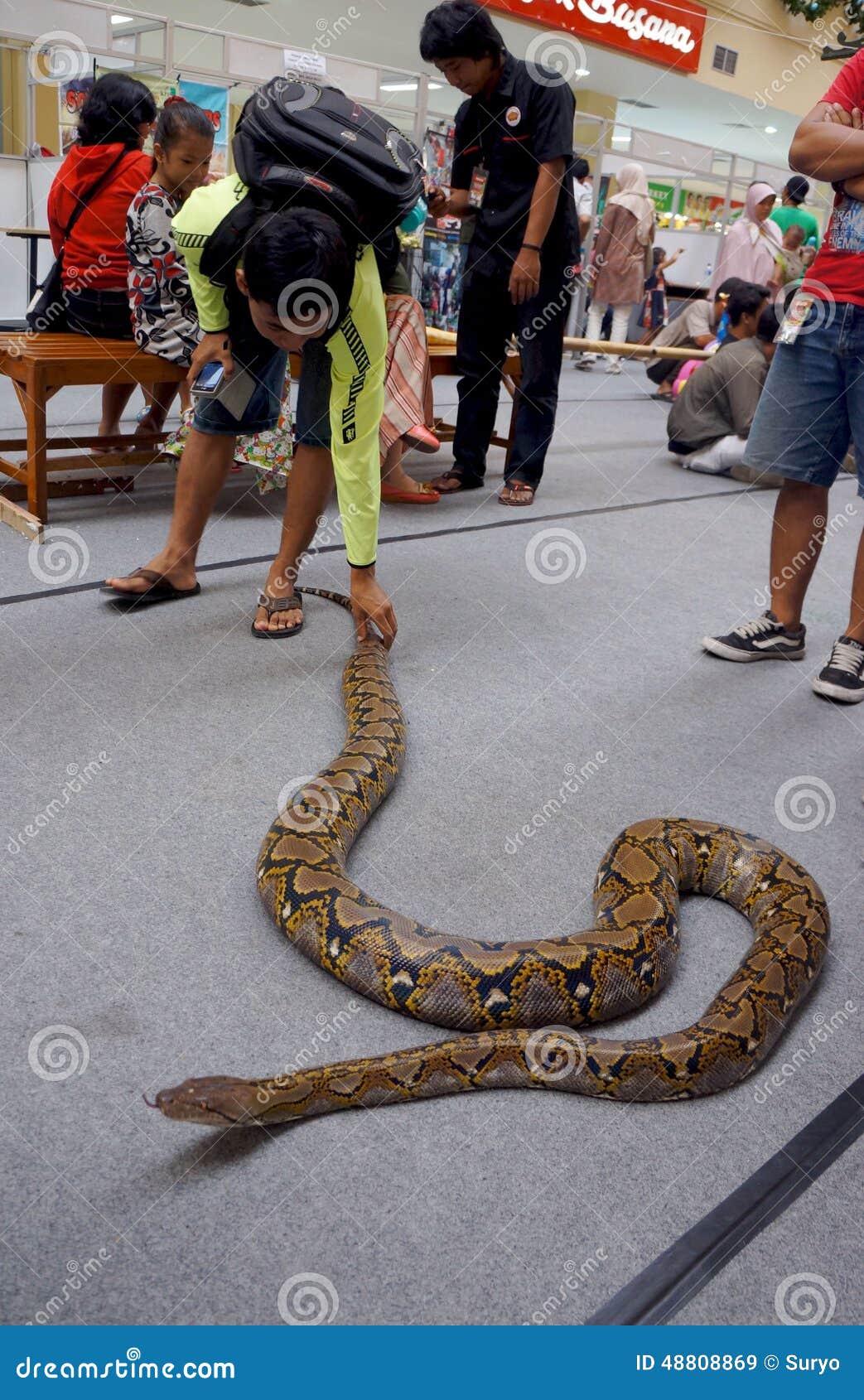 Snake editorial stock image. Image of central, enthusiasts - 48808869