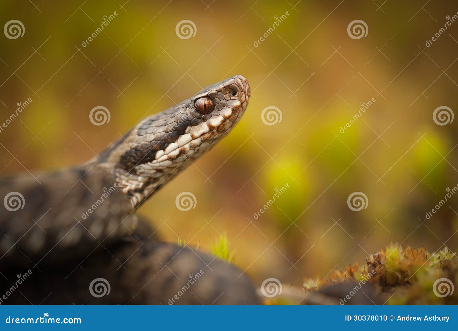 Snake stock photo. Image of venomous, adder, poison, reptile - 30378010
