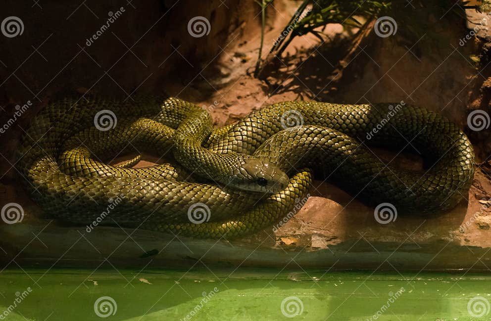 Snake in the terrarium stock image. Image of animals - 331422671