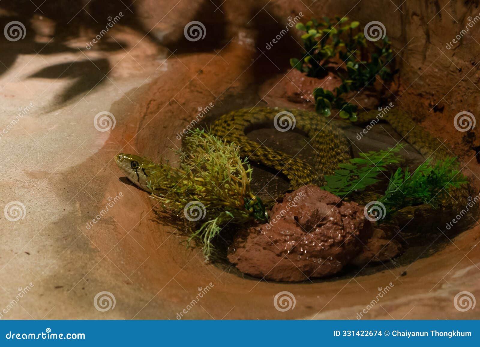 Snake in the terrarium stock photo. Image of serpentine - 331422674