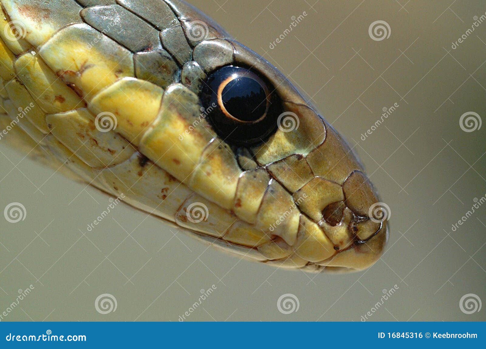 Snake Eye stock photo. Image of closeup, grassland, bellied - 16845316