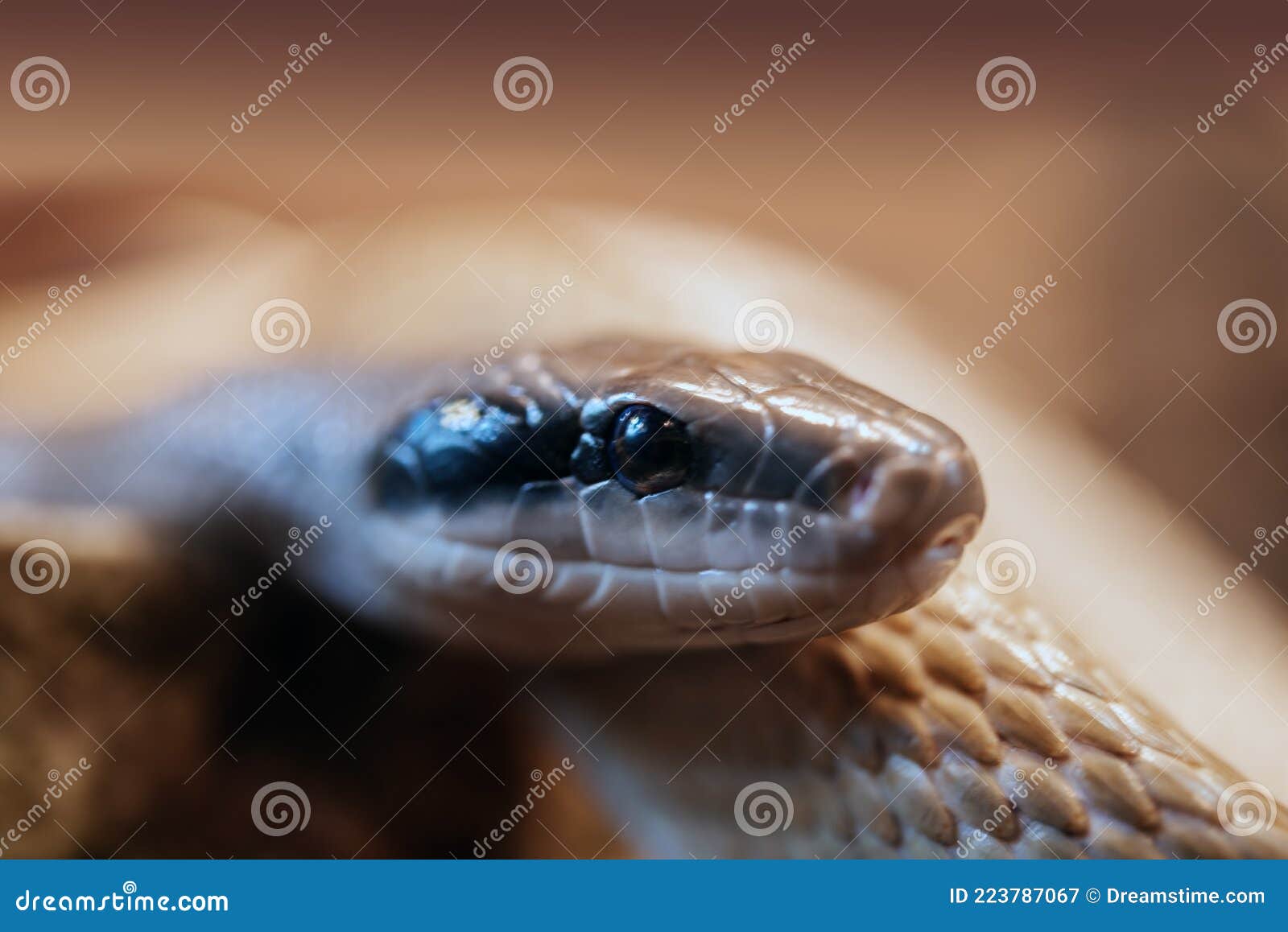Snake Eye Close-up, Macro Photo of Python Snake at the Zoo Terrarium ...