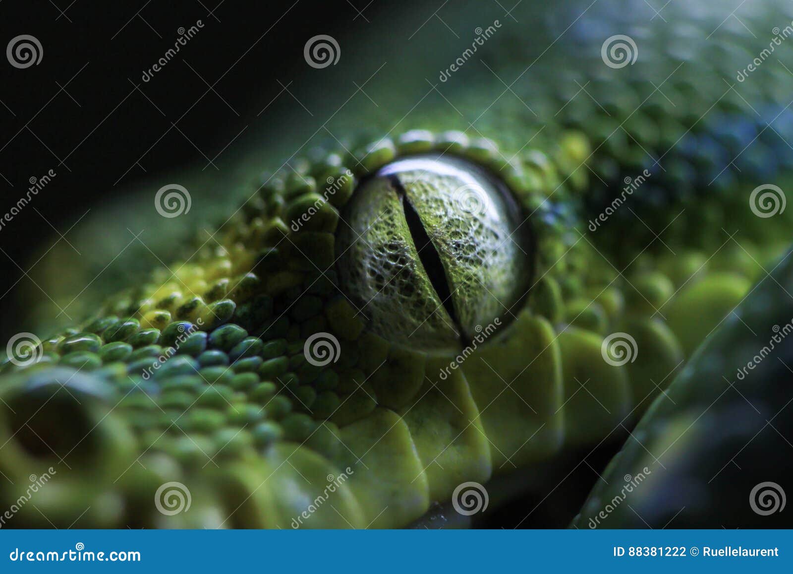 Snake eye stock photo. Image of sharp, animal, snake - 88381222