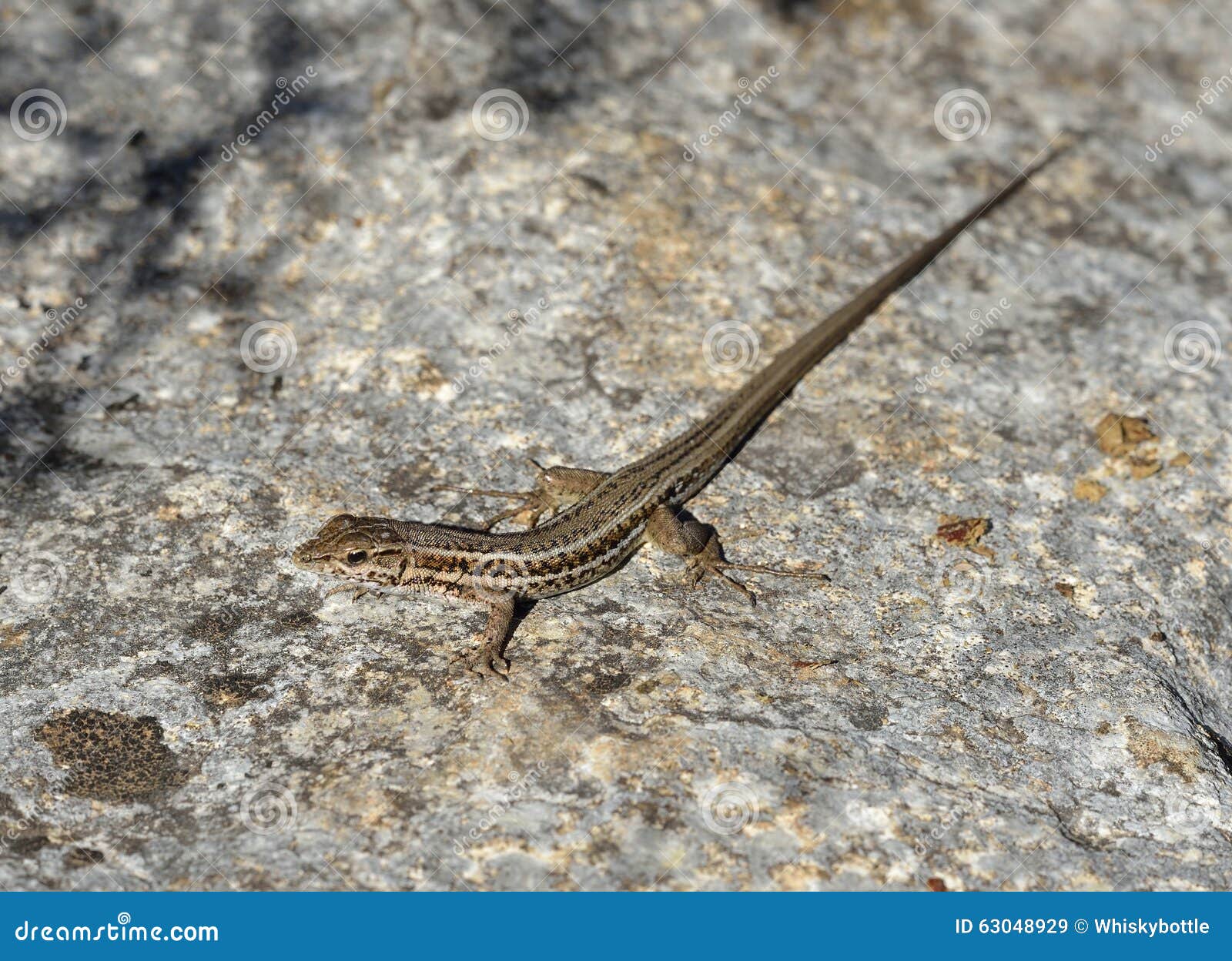 Snake-eyed Lacertid stock image. Image of animal, lacertid - 63048929