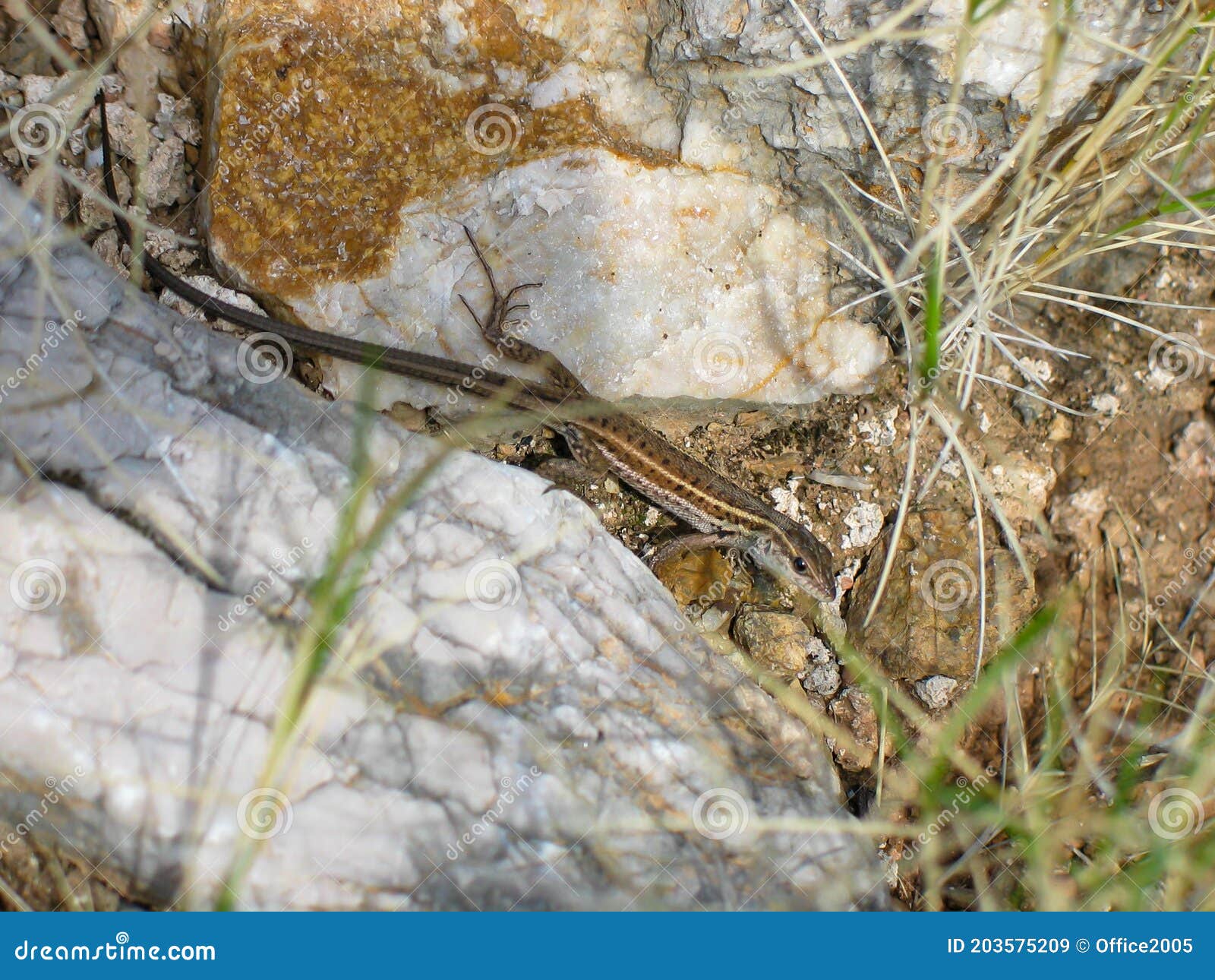 Snake-eyed Lizard, Ophisops Elegans Stock Image - Image of outdoor ...