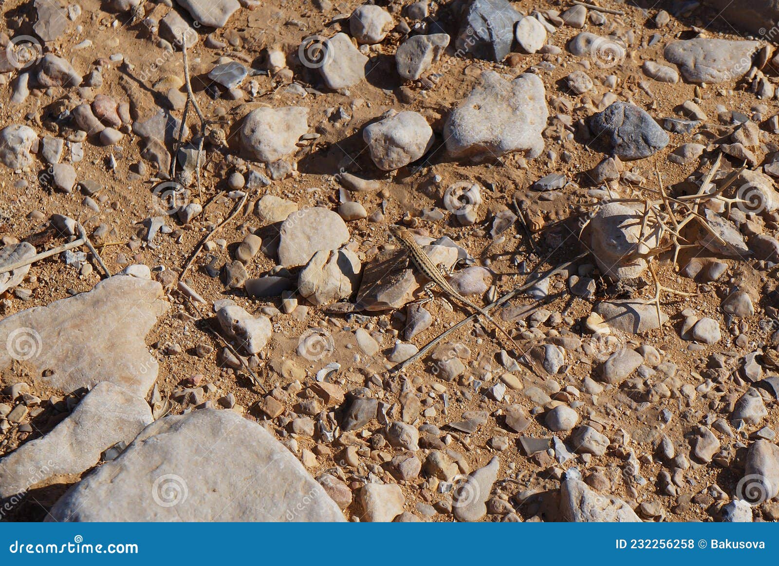 Snake-eyed Lizard Running in Desert Stock Photo - Image of close ...