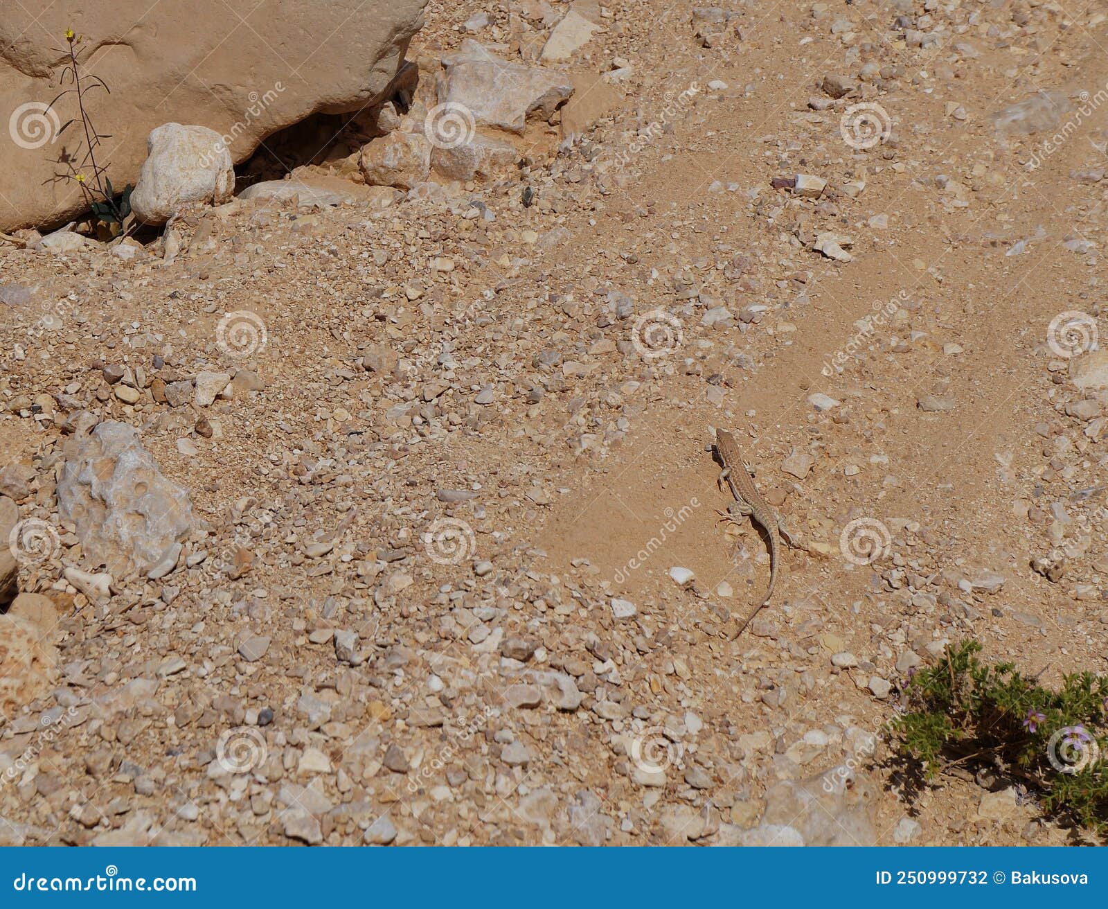 Snake-eyed Lizard Running in the Desert Stock Photo - Image of ground ...