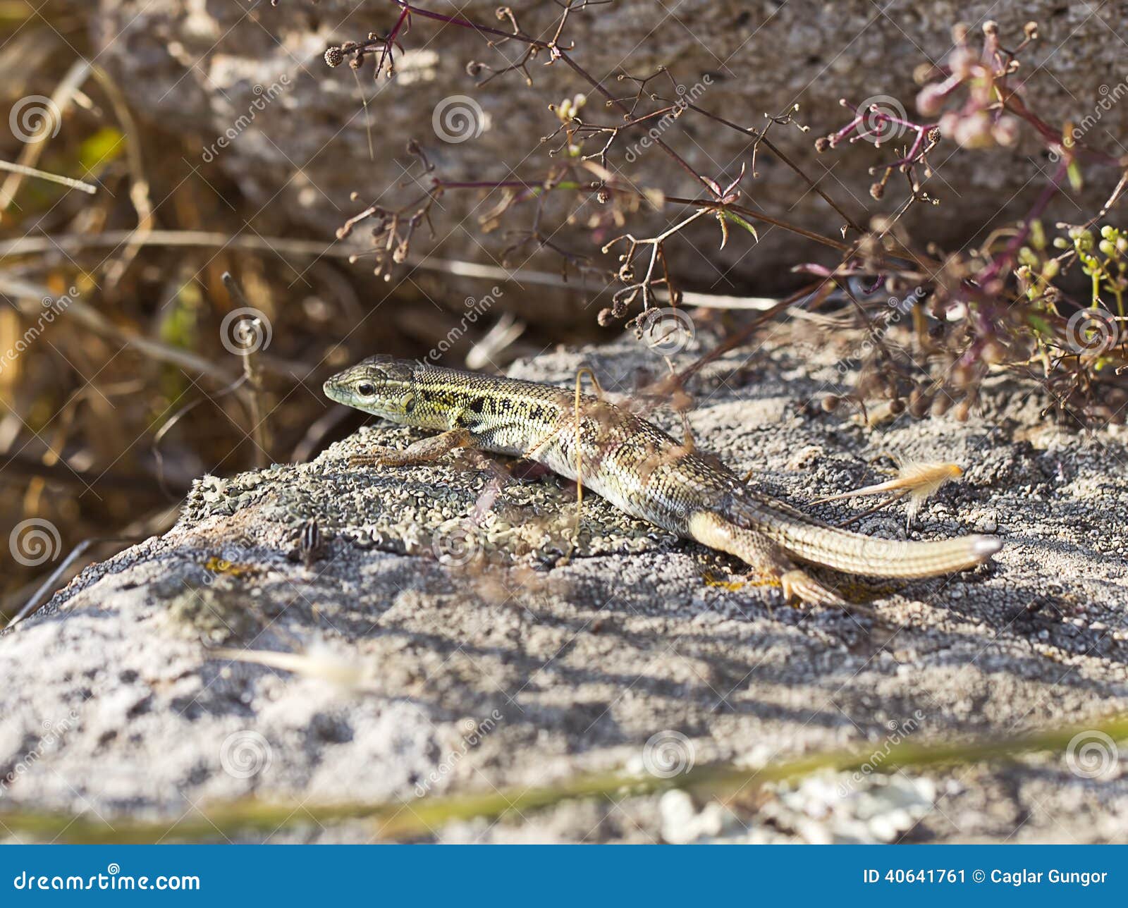 Snake Sun Bathing In The Rain Forest On Phu Quoc Island, Vietnam Stock ...