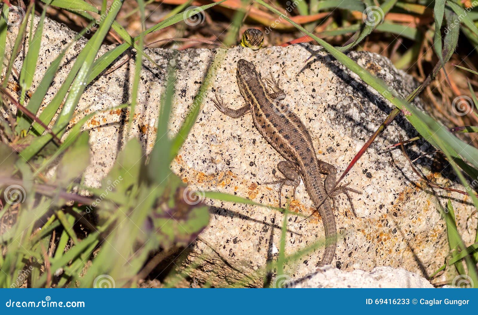 Snake Eyed Lizard stock image. Image of eyed, creeper - 69416233
