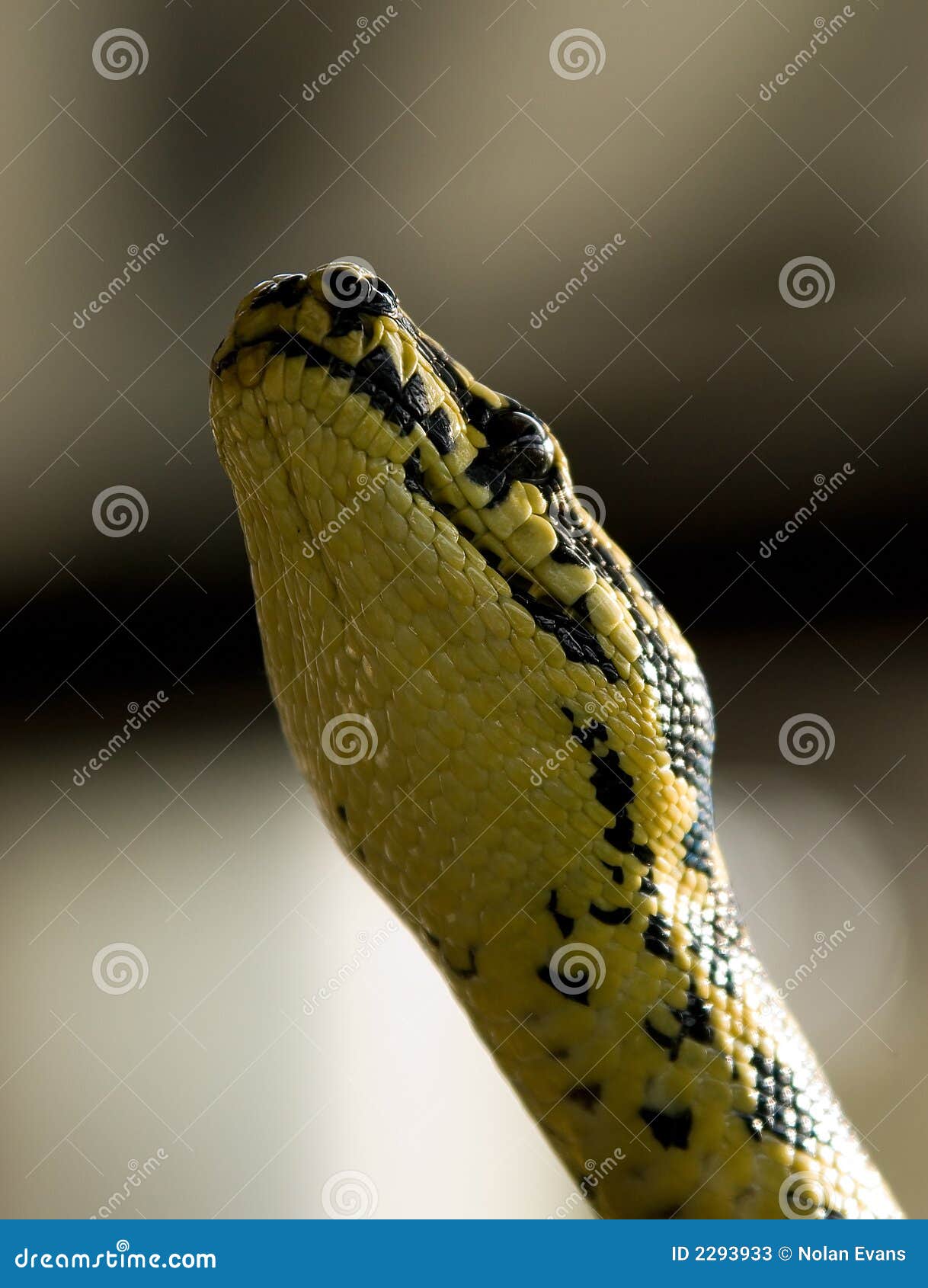 Snake Face stock image. Image of watch, dangerous, snake - 2293933
