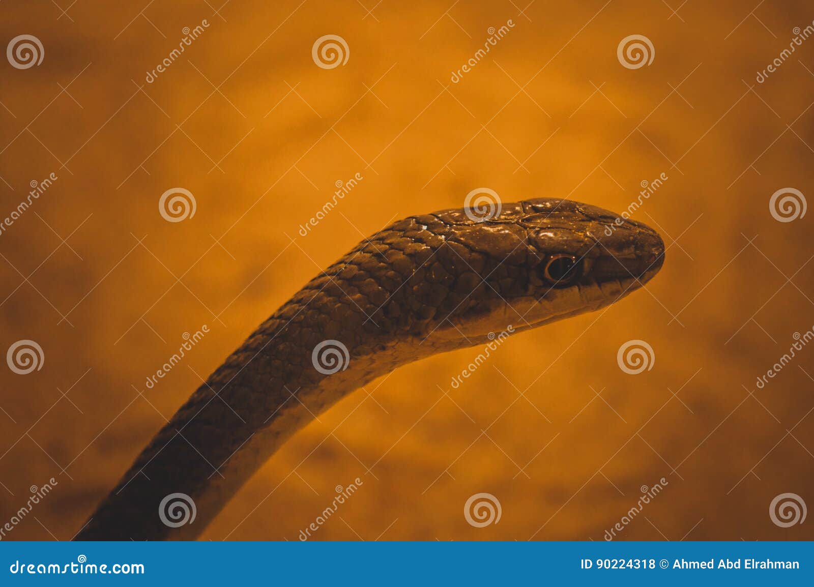 Snake face stock photo. Image of snake, detail, background - 90224318