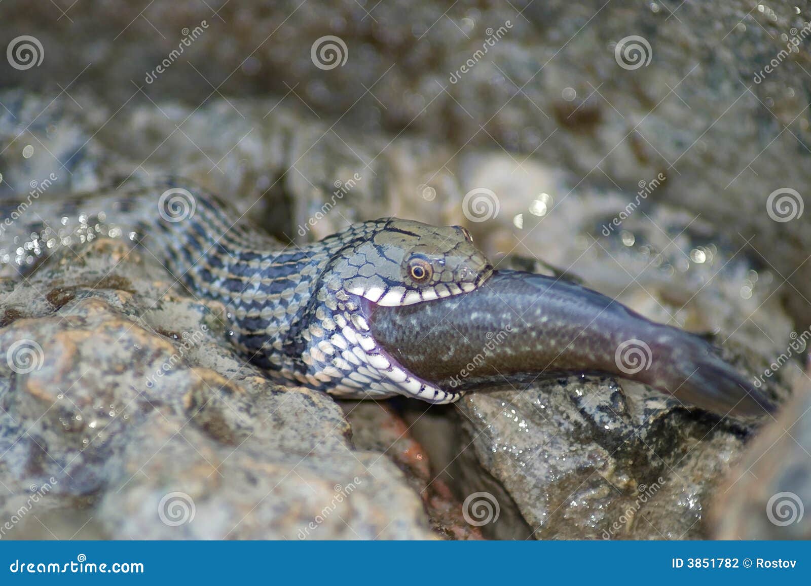 Snake and fish stock photo. Image of nature, crawling - 3851782