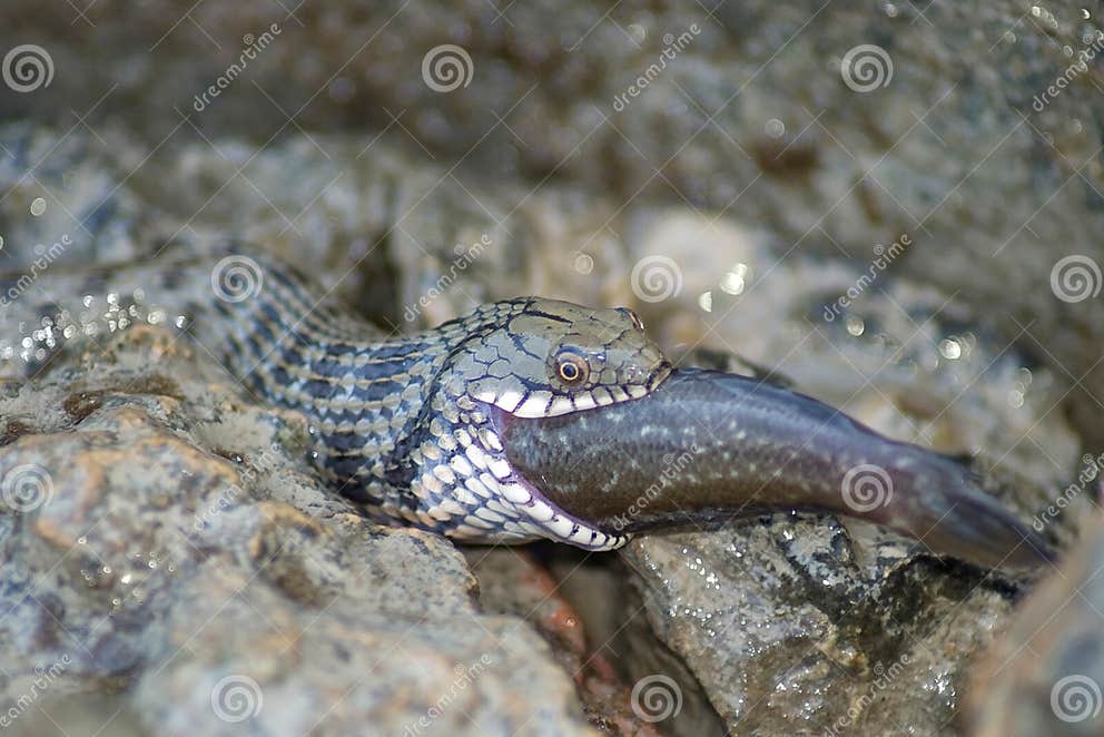 Snake and fish stock photo. Image of nature, crawling - 3851782