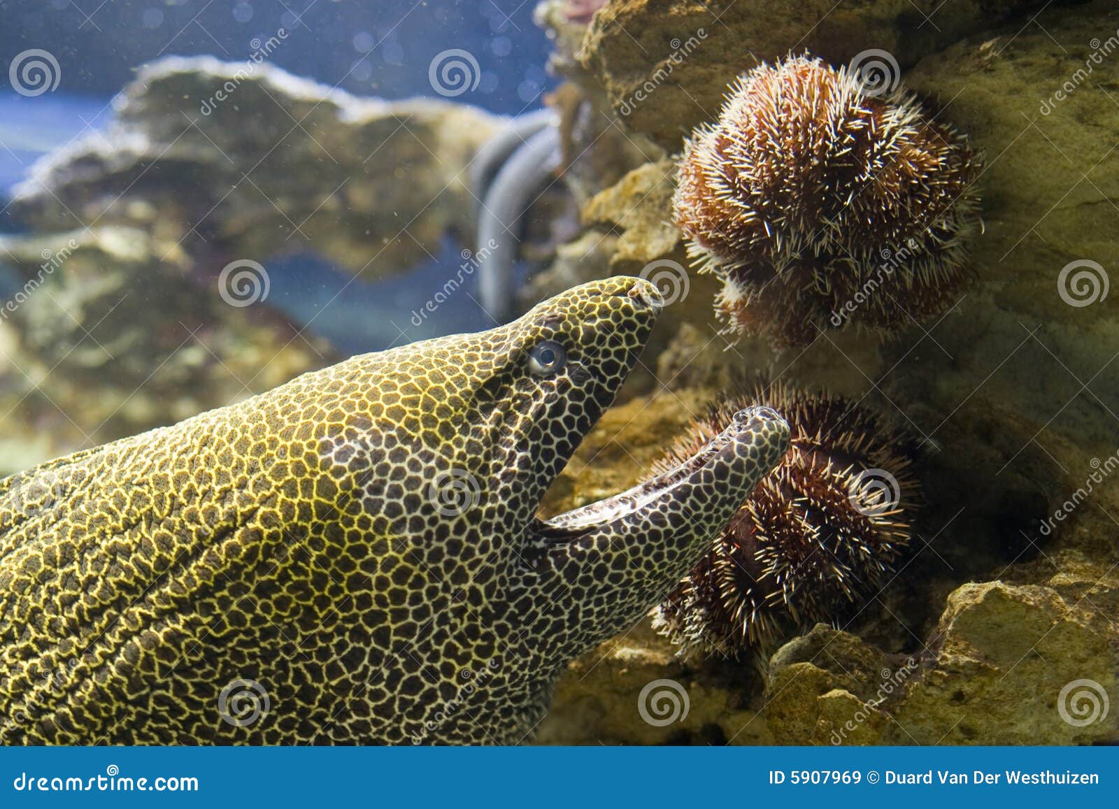 Snake fish stock image. Image of places, masked, nemo - 5907969