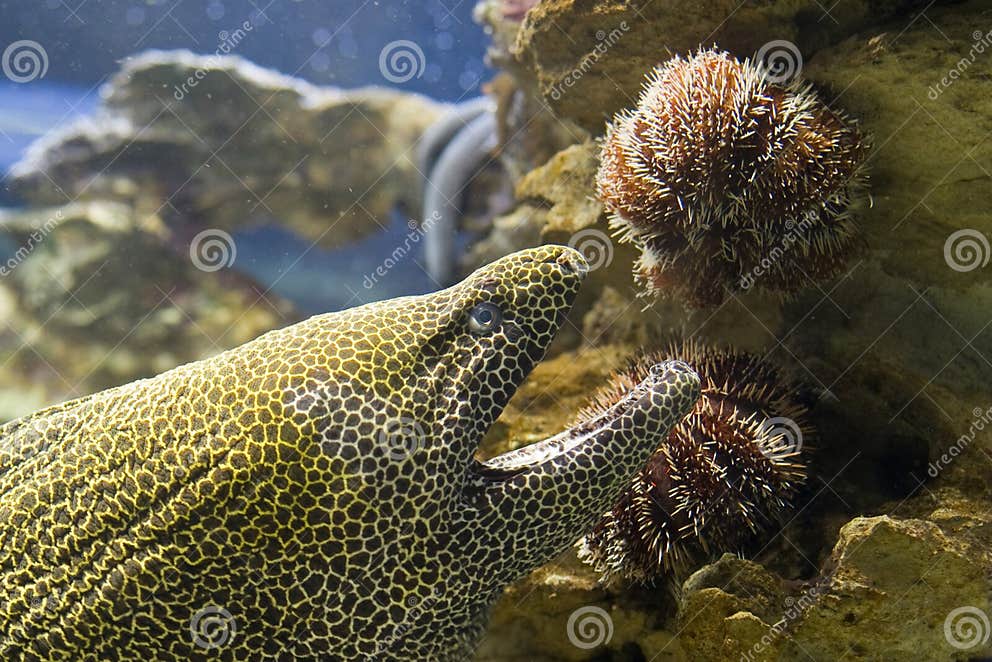 Snake fish stock image. Image of places, masked, nemo - 5907969