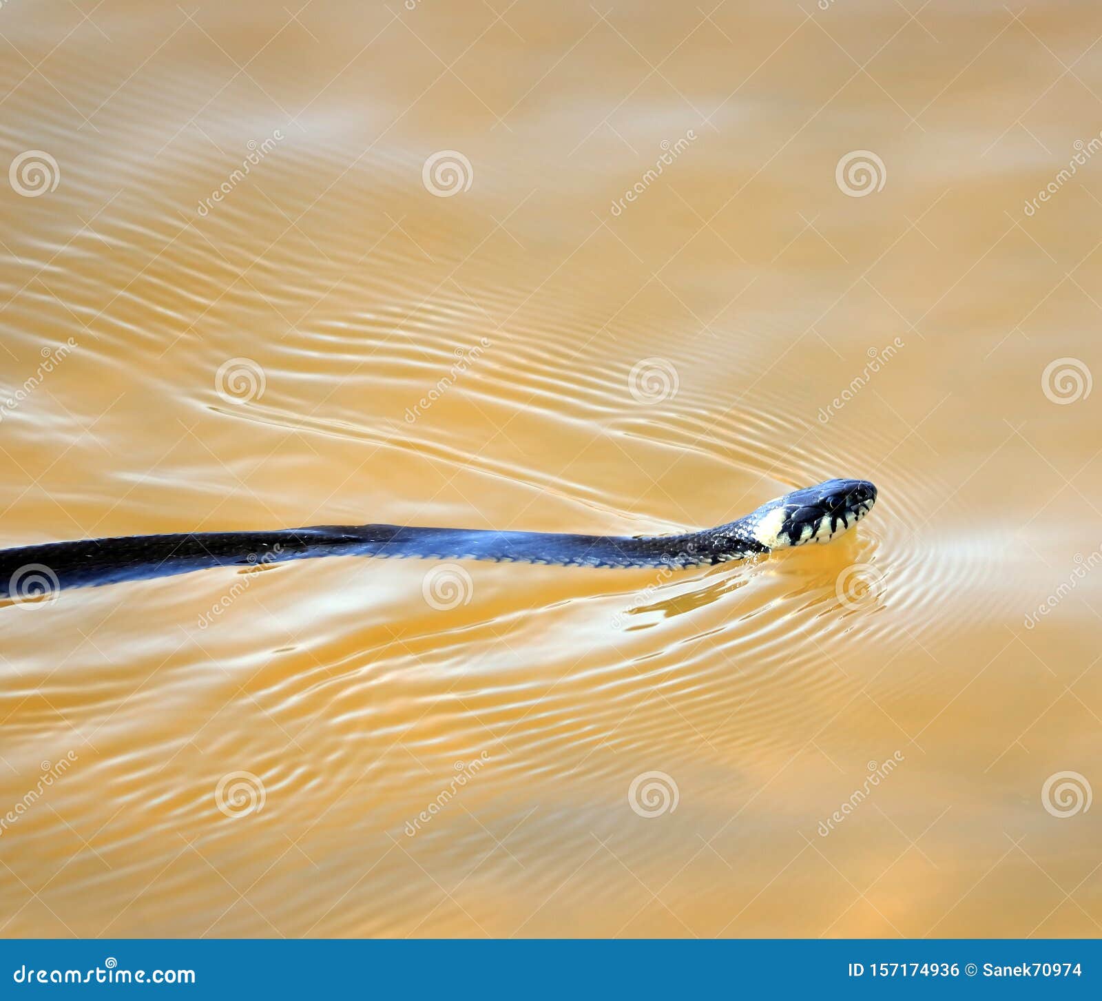 Snake floating in the lake stock photo. Image of bird - 157174936