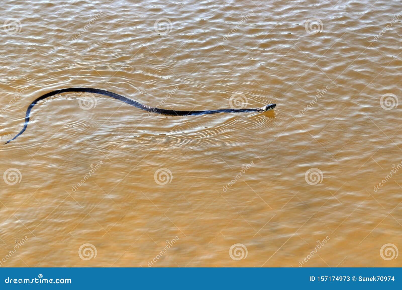Snake floating in the lake stock image. Image of closeup - 157174973