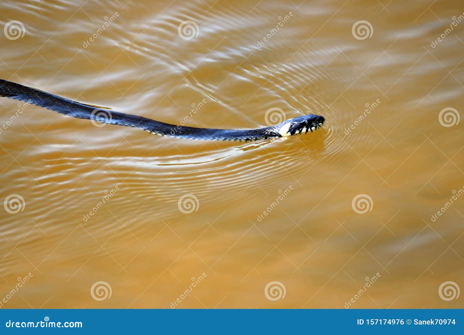 Snake floating in the lake stock photo. Image of amphibian - 157174976