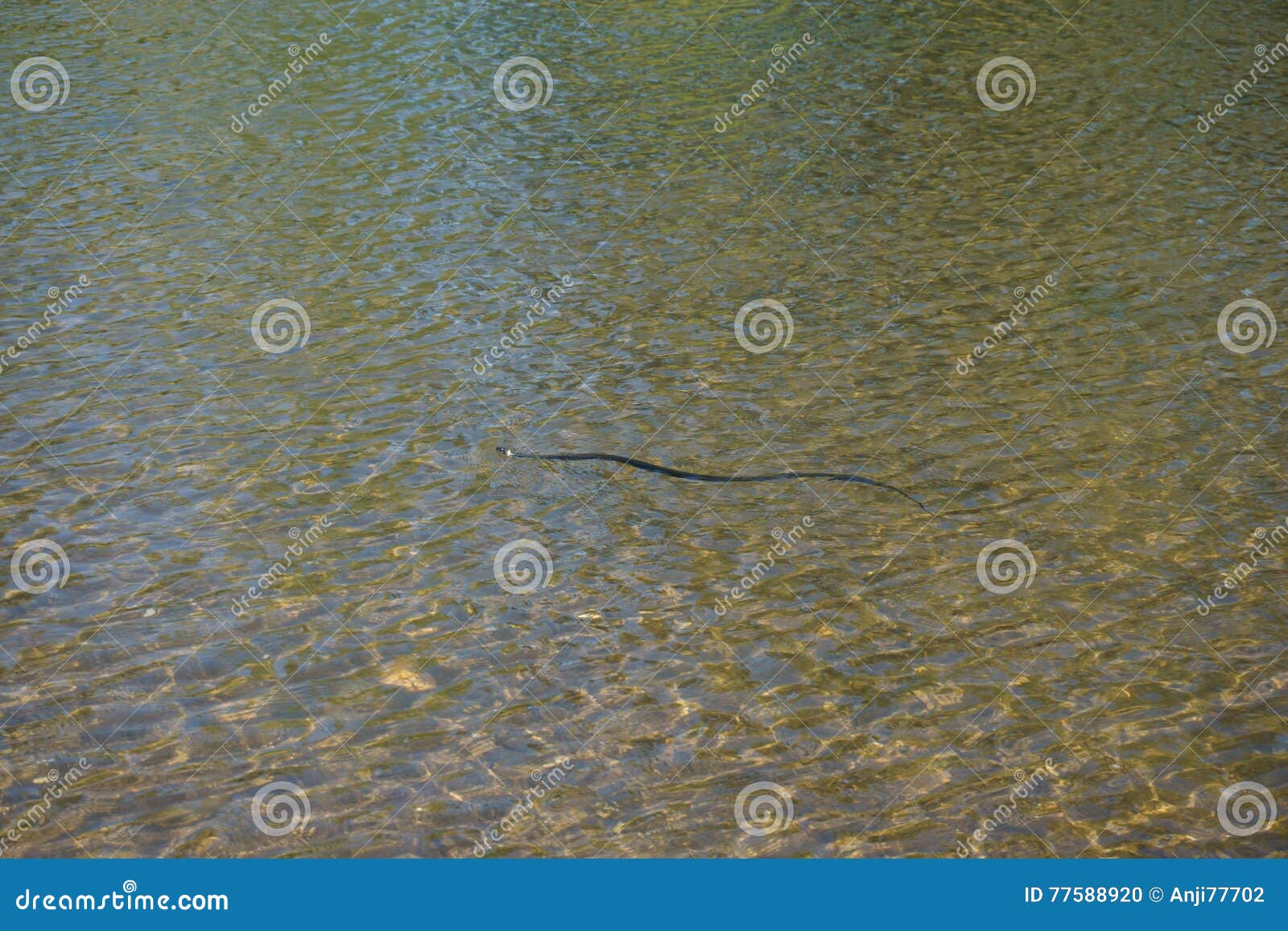 Snake floating in river stock photo. Image of nature - 77588920