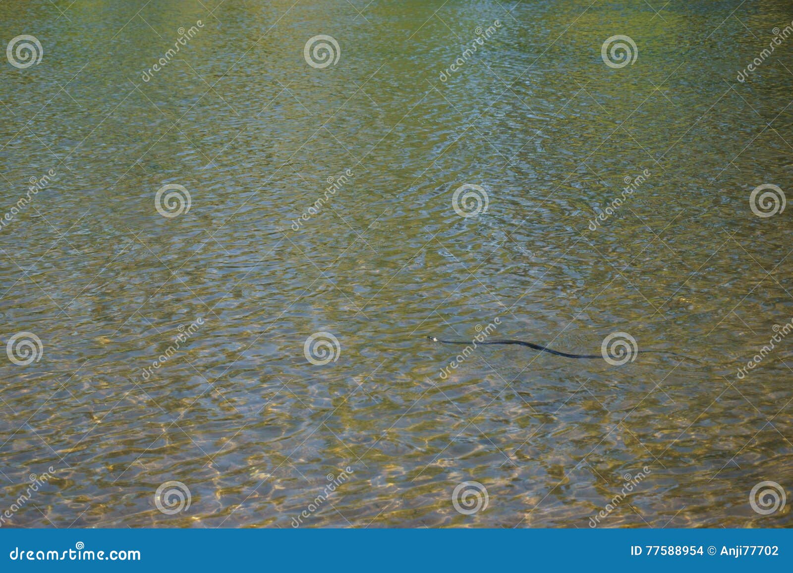 Snake floating in river stock photo. Image of swimming - 77588954