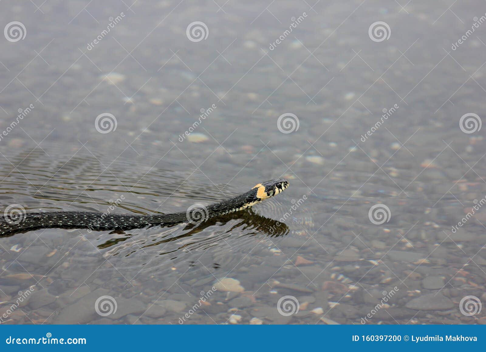 Snake Floating on the River Near the Camp Stock Photo - Image of hiking ...