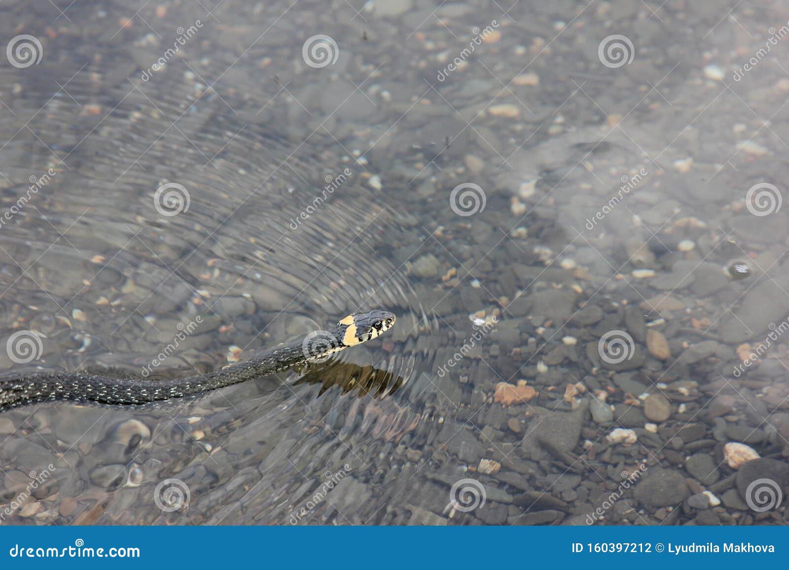 Snake Floating on the River Stock Photo - Image of risk, peril: 160397212