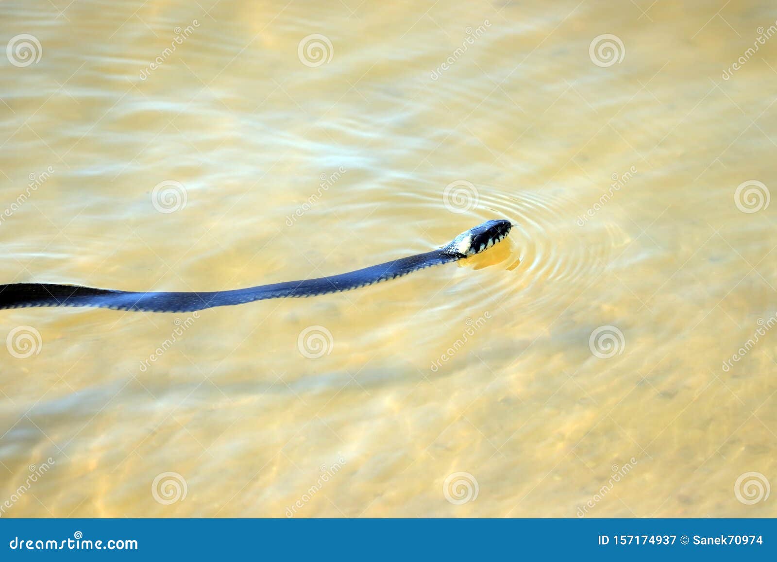 Snake floating in the lake stock image. Image of floating - 157174937