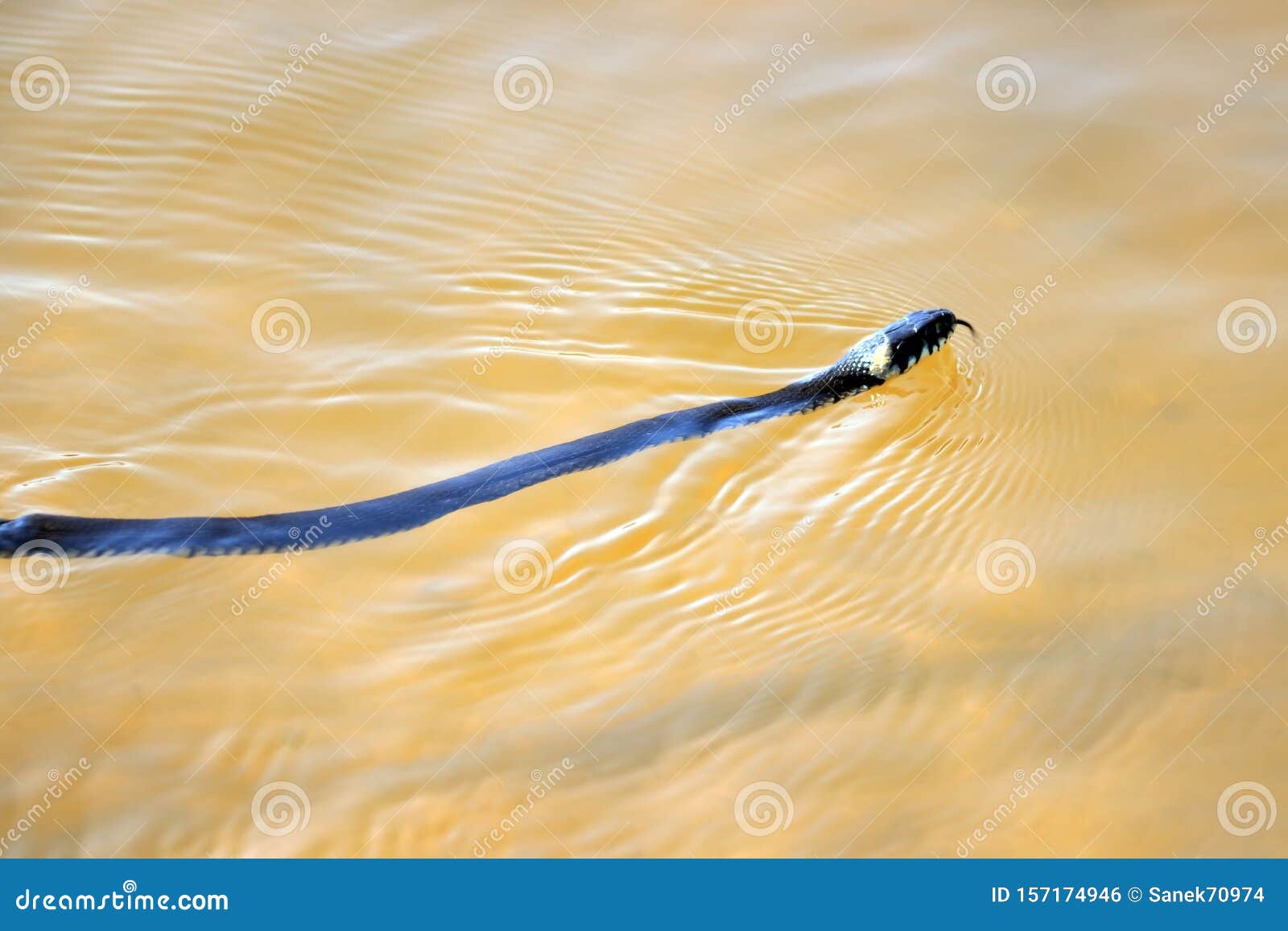 Snake floating in the lake stock photo. Image of outdoor - 157174946