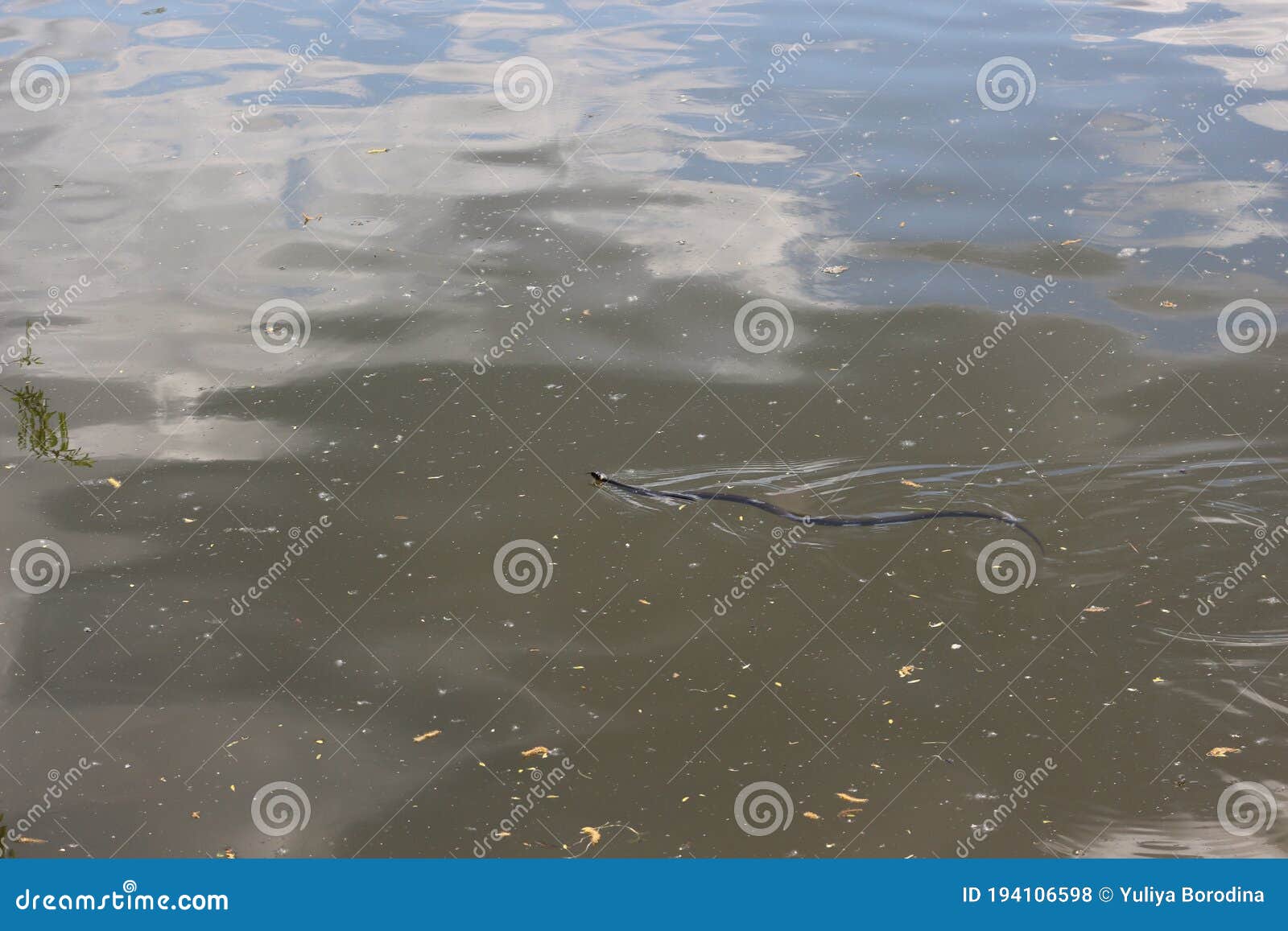 The Snake Floats on the Surface of the Water on a Summer Day Stock ...