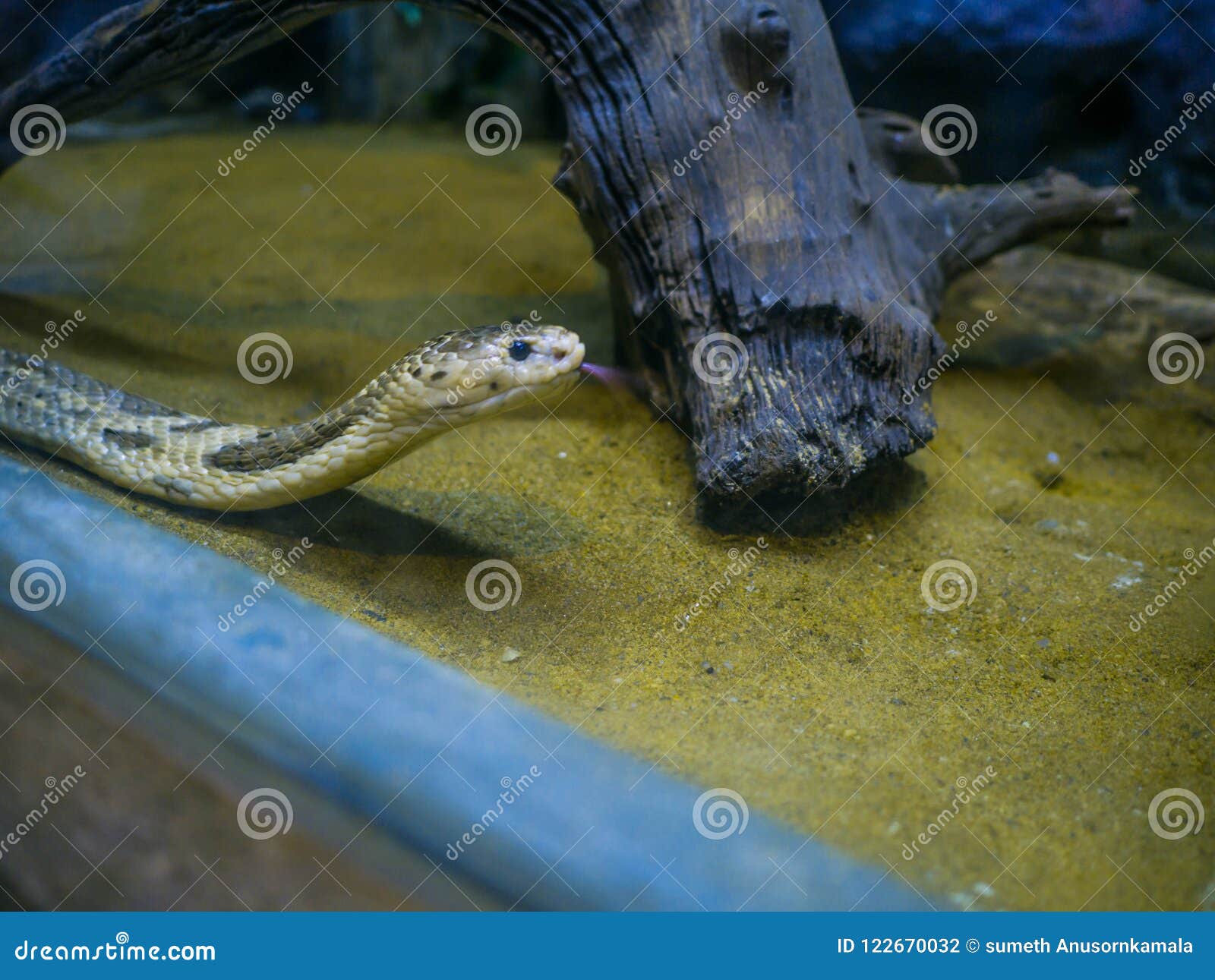 Snake on the Floor stock photo. Image of home, lizard - 122670032