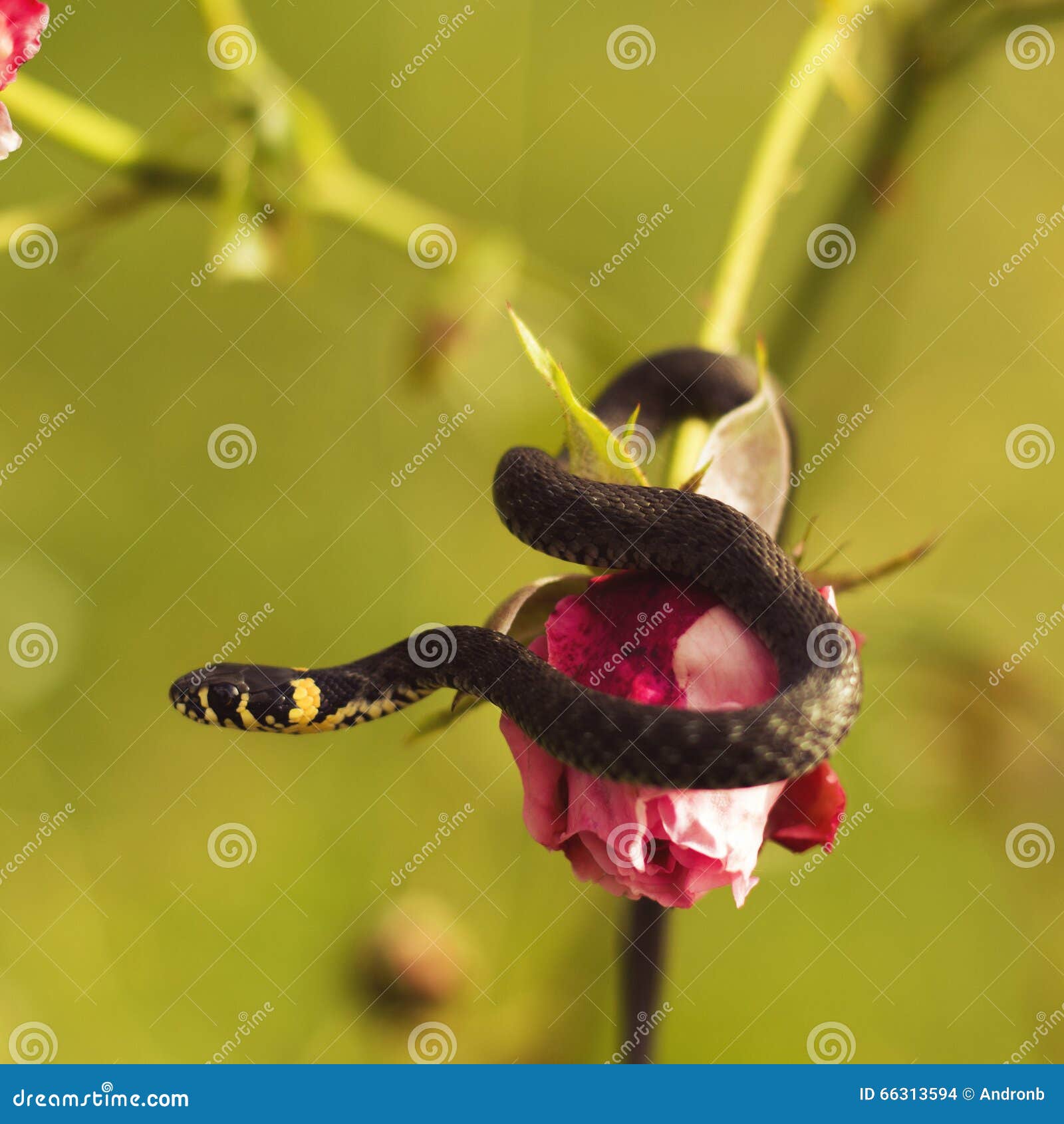Snake on a flower stock photo. Image of life, snakeskin - 66313594