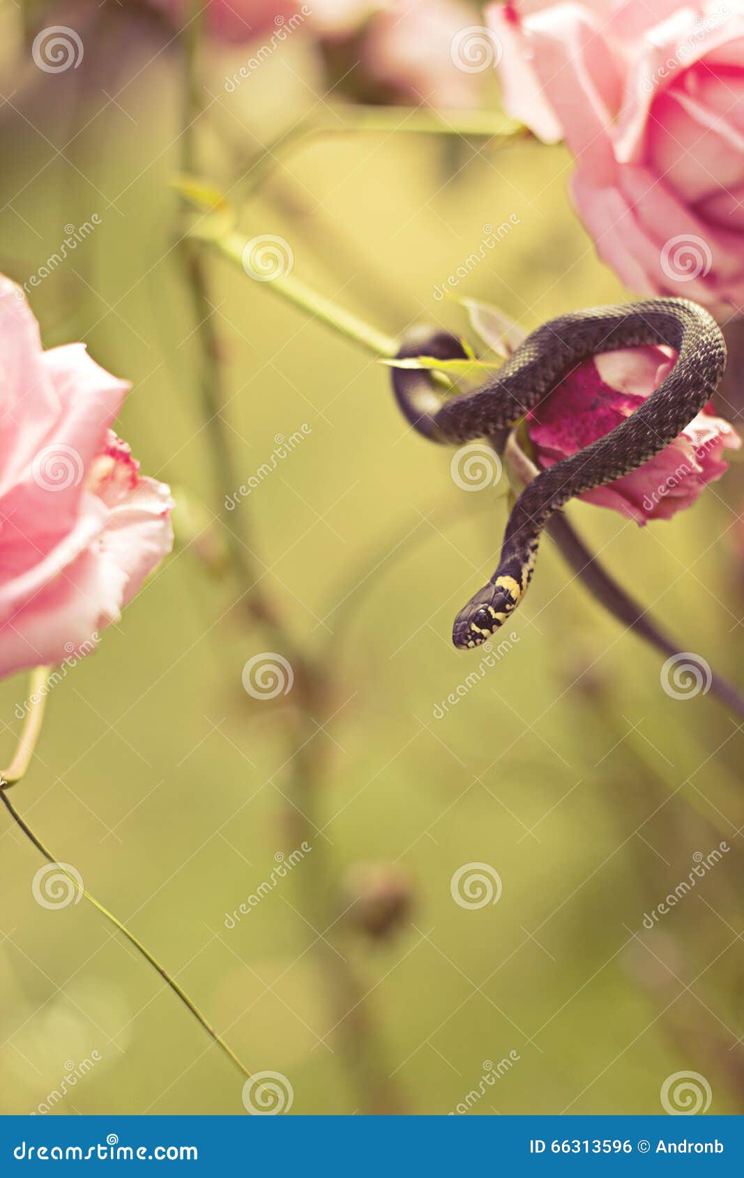 Snake on a flower stock photo. Image of defocussed, leaf - 66313596